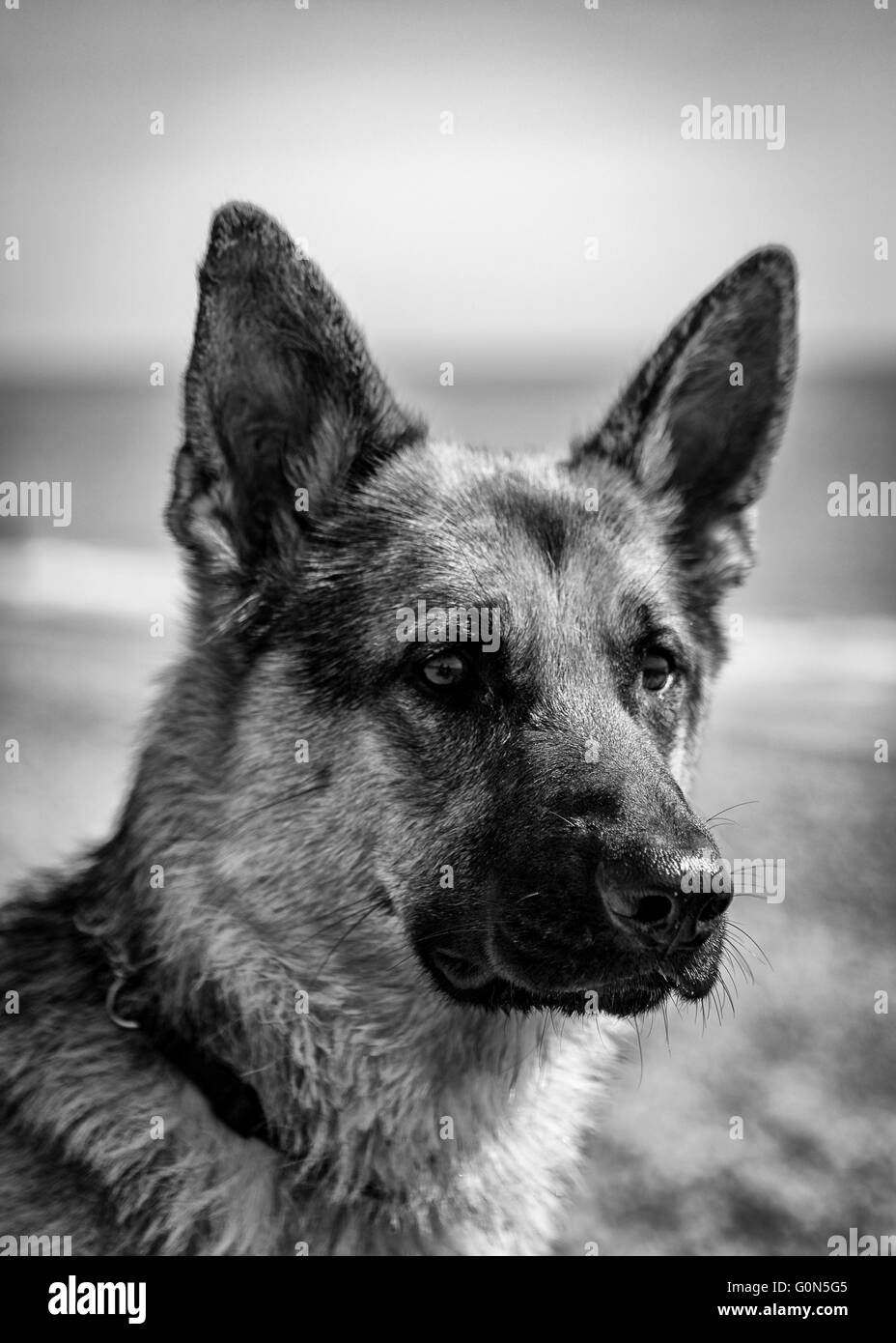 German Shepherd Alsatian Stock Photo - Alamy
