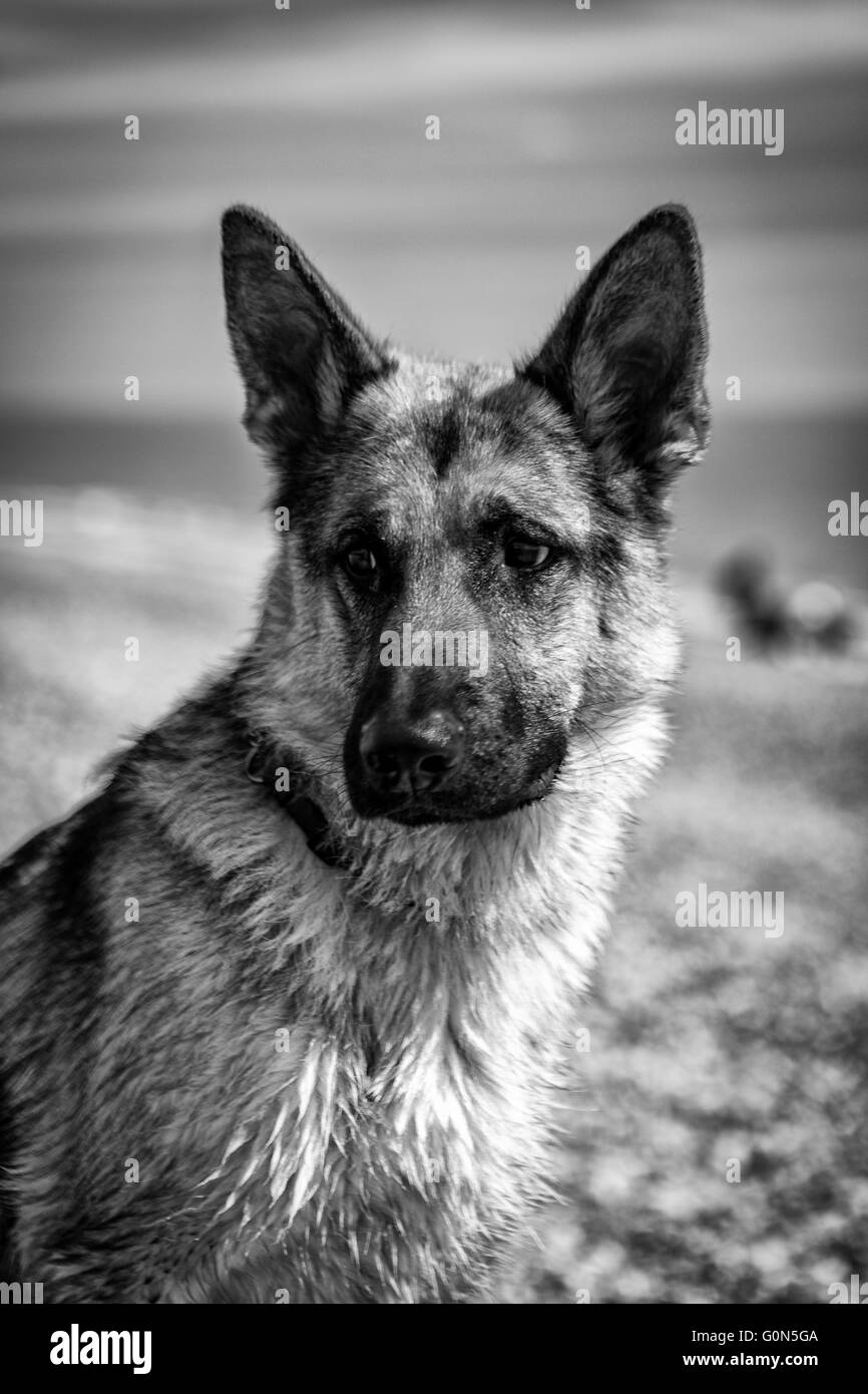 German Shepherd Alsatian Stock Photo - Alamy