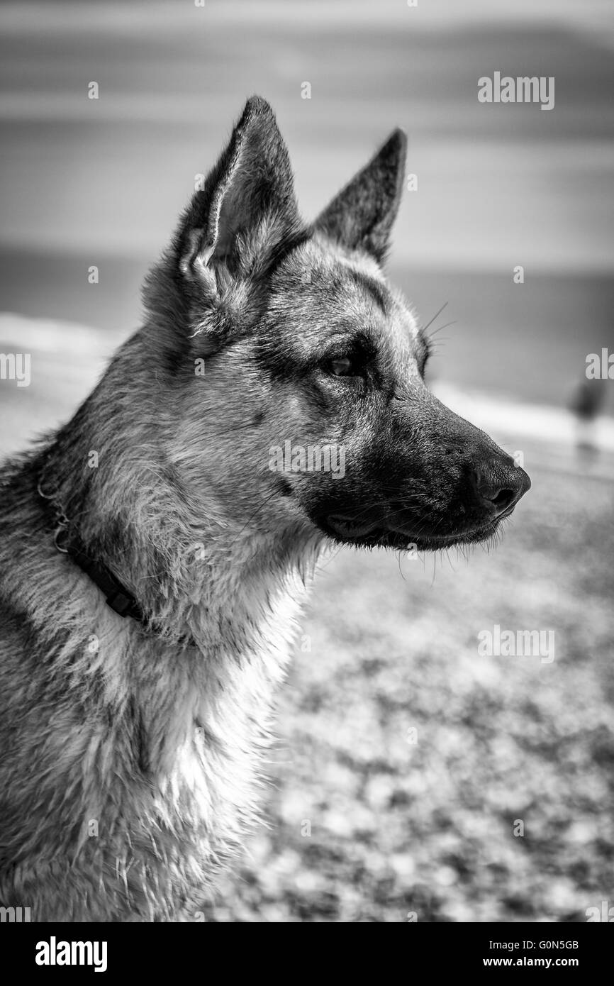German Shepherd Alsatian Stock Photo - Alamy