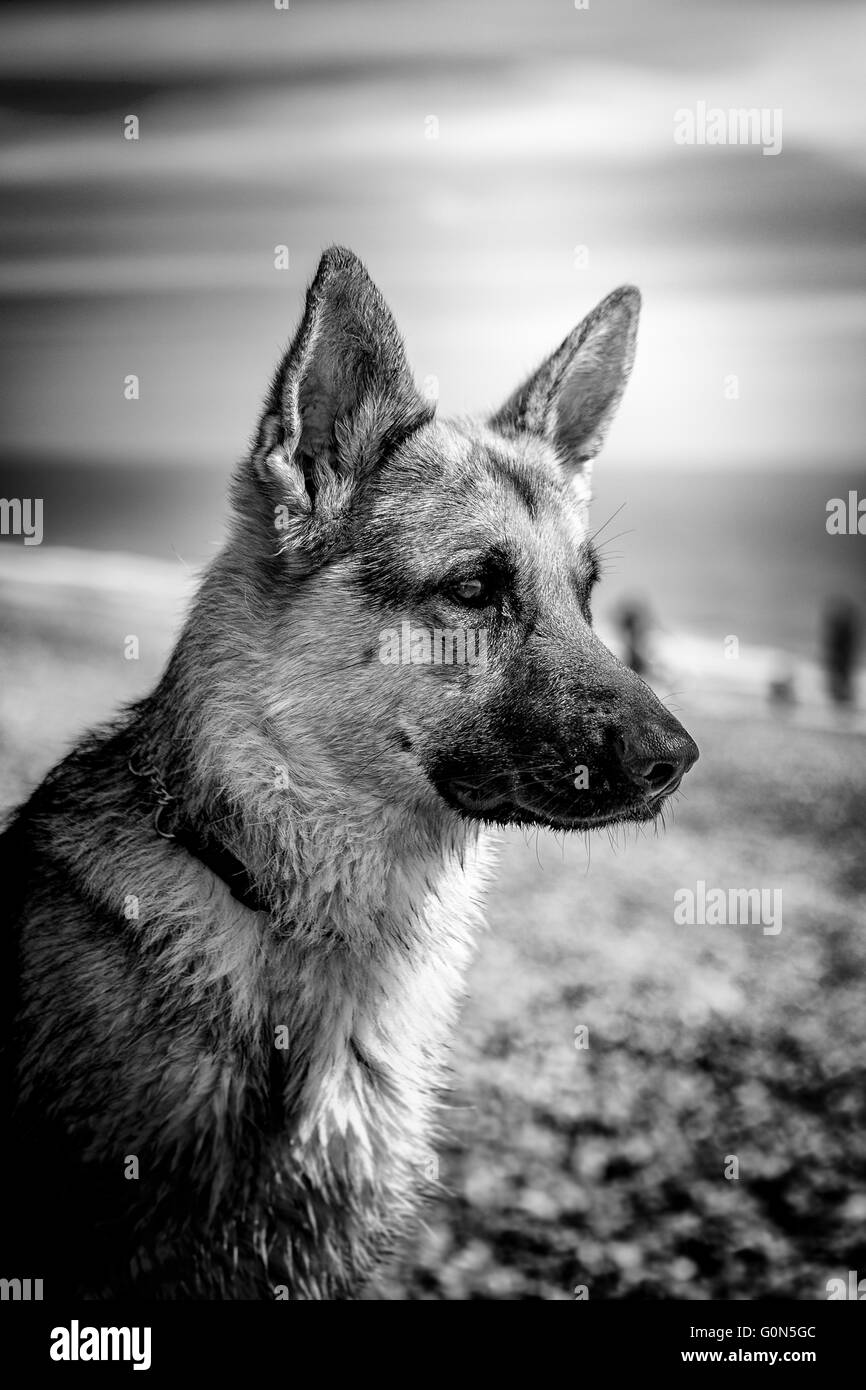 German Shepherd Alsatian Stock Photo - Alamy