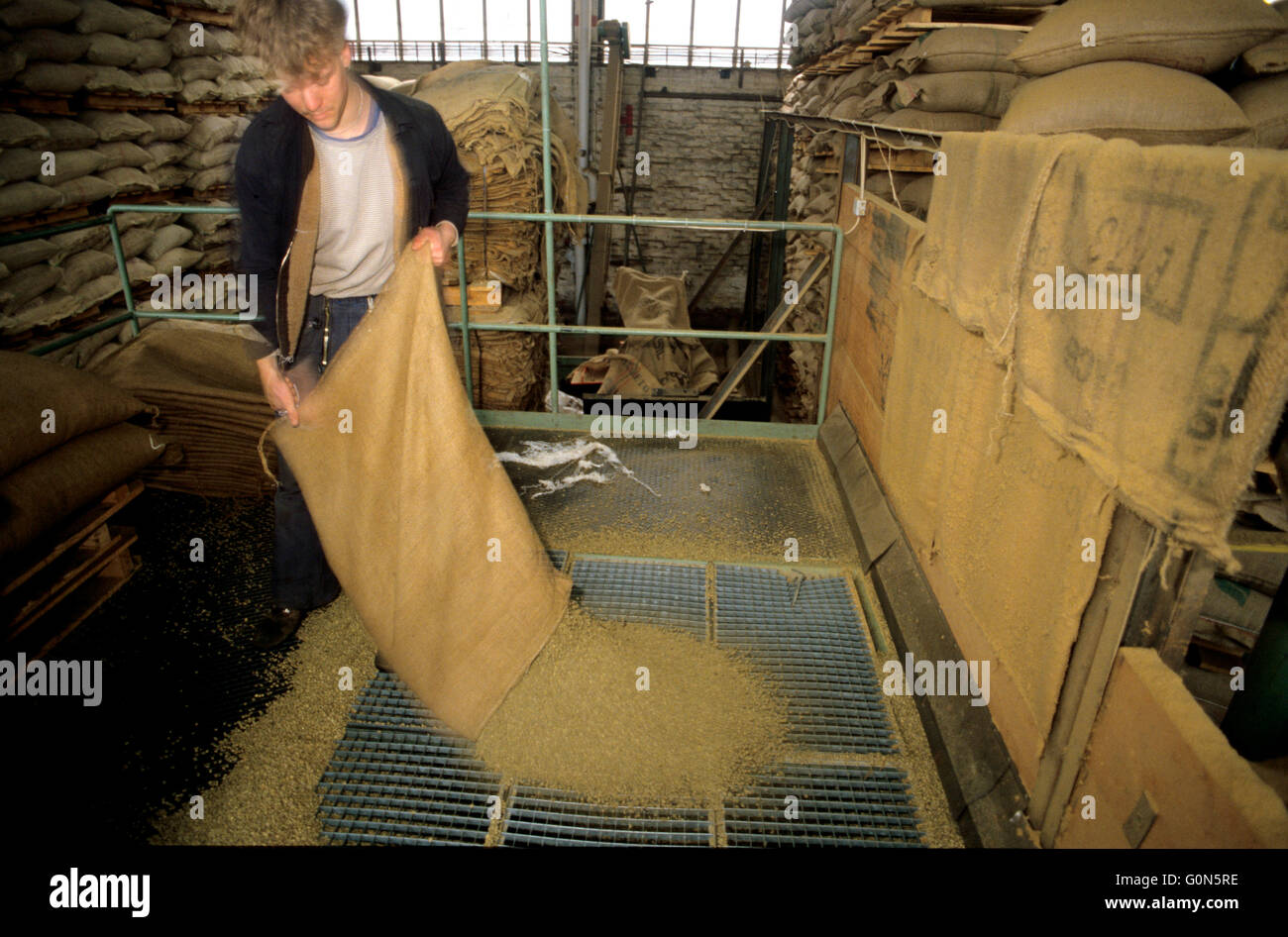Coffee warehouse, worker dumping bag of coffee for roasting, import ...