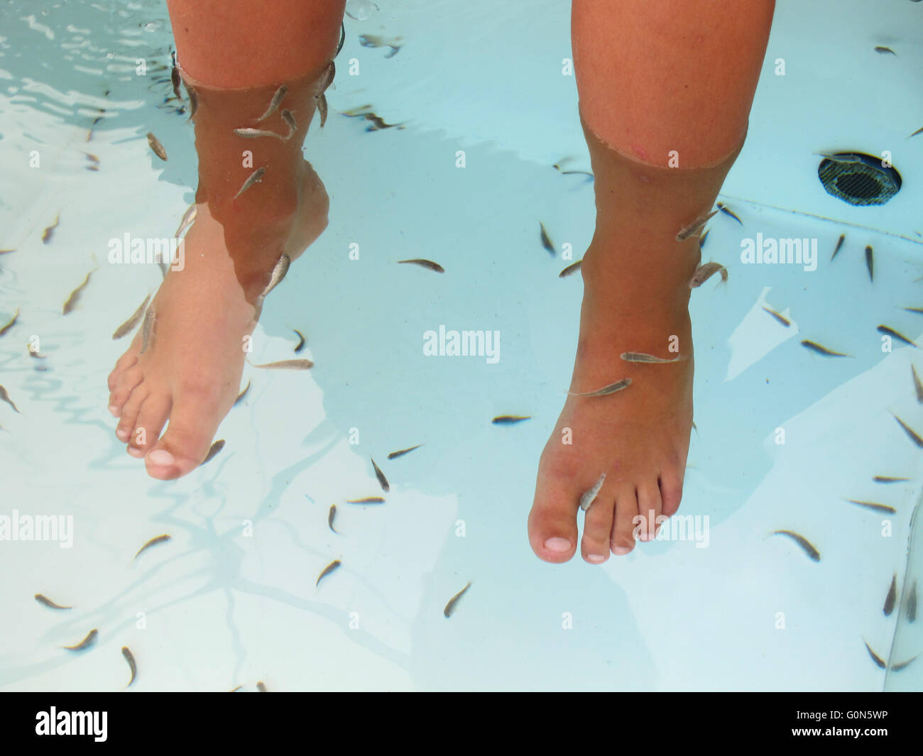 Flesh eating fish pedicure hi-res stock photography and images - Alamy