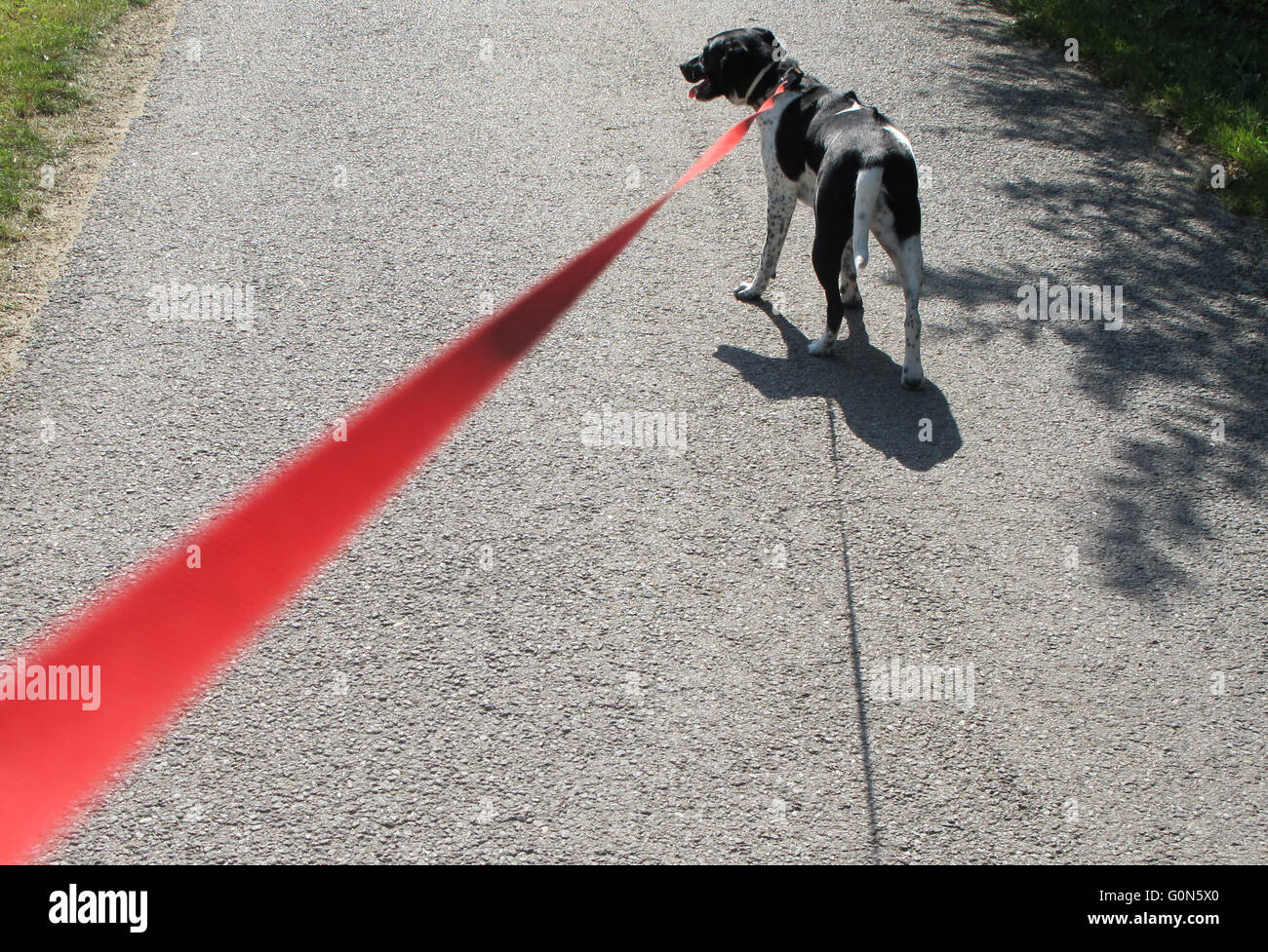 Leash law hi-res stock photography and images - Alamy
