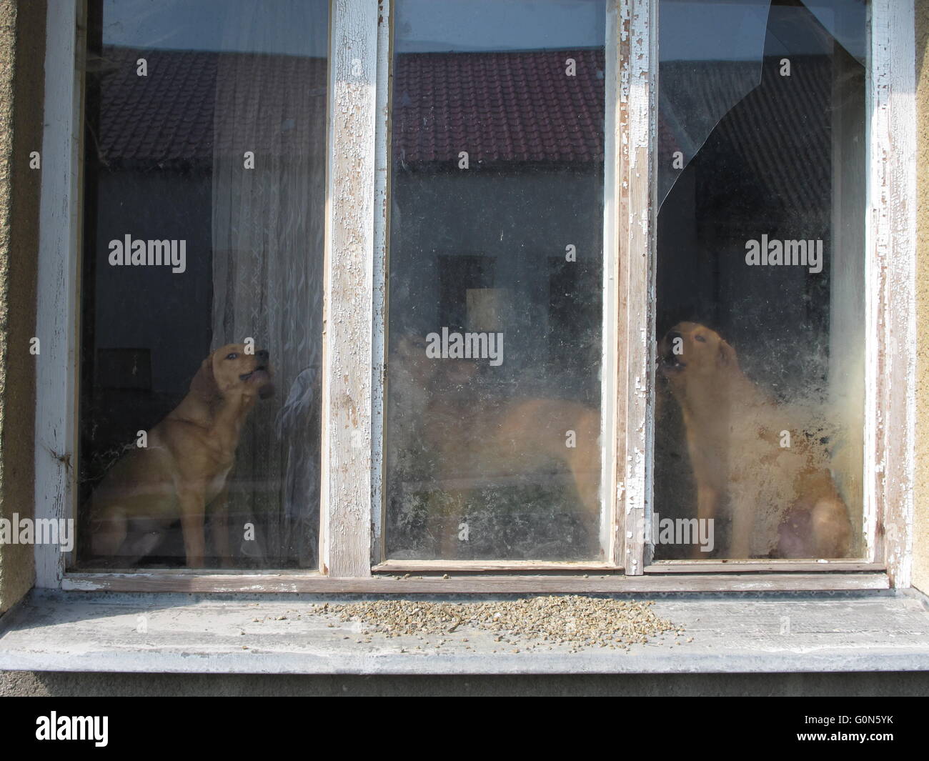 dogs bark behind the dirty window Stock Photo - Alamy