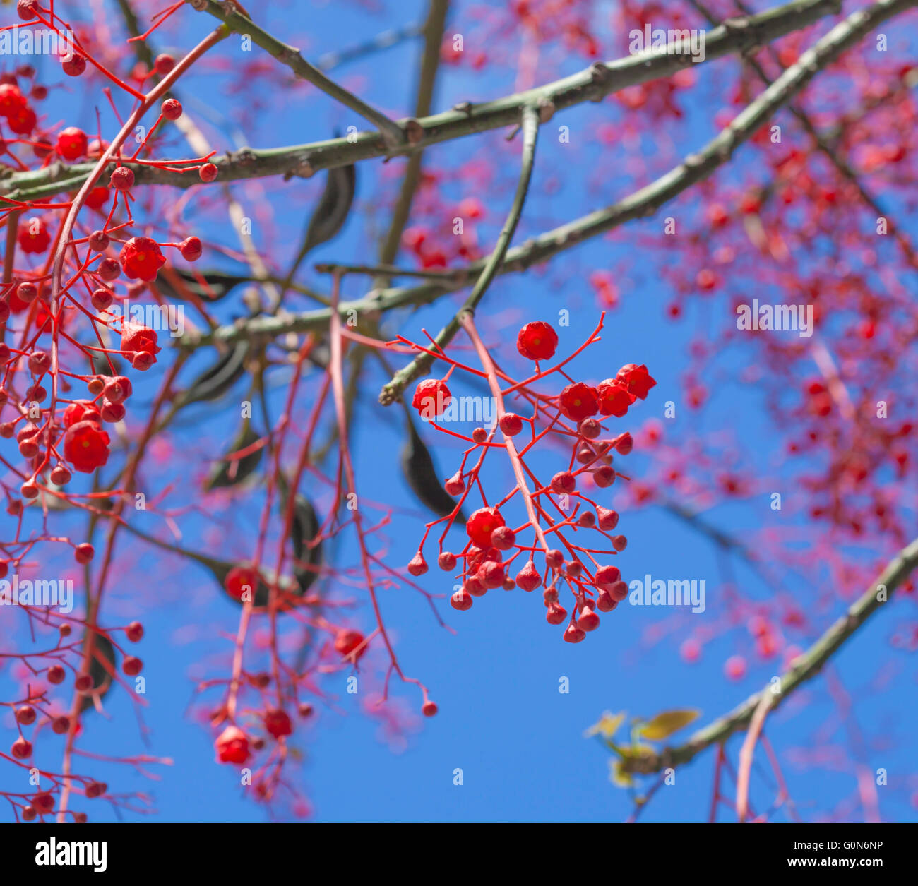 Brachychiton acerifolius, Illawarra Flame Tree flowers natural floral ...