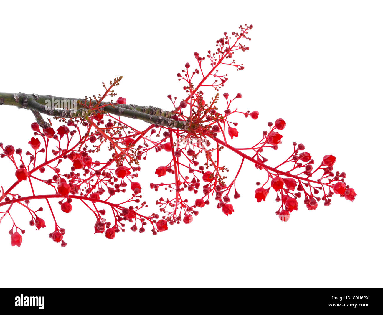 Brachychiton acerifolius, Illawarra Flame Tree flowers isolated on ...