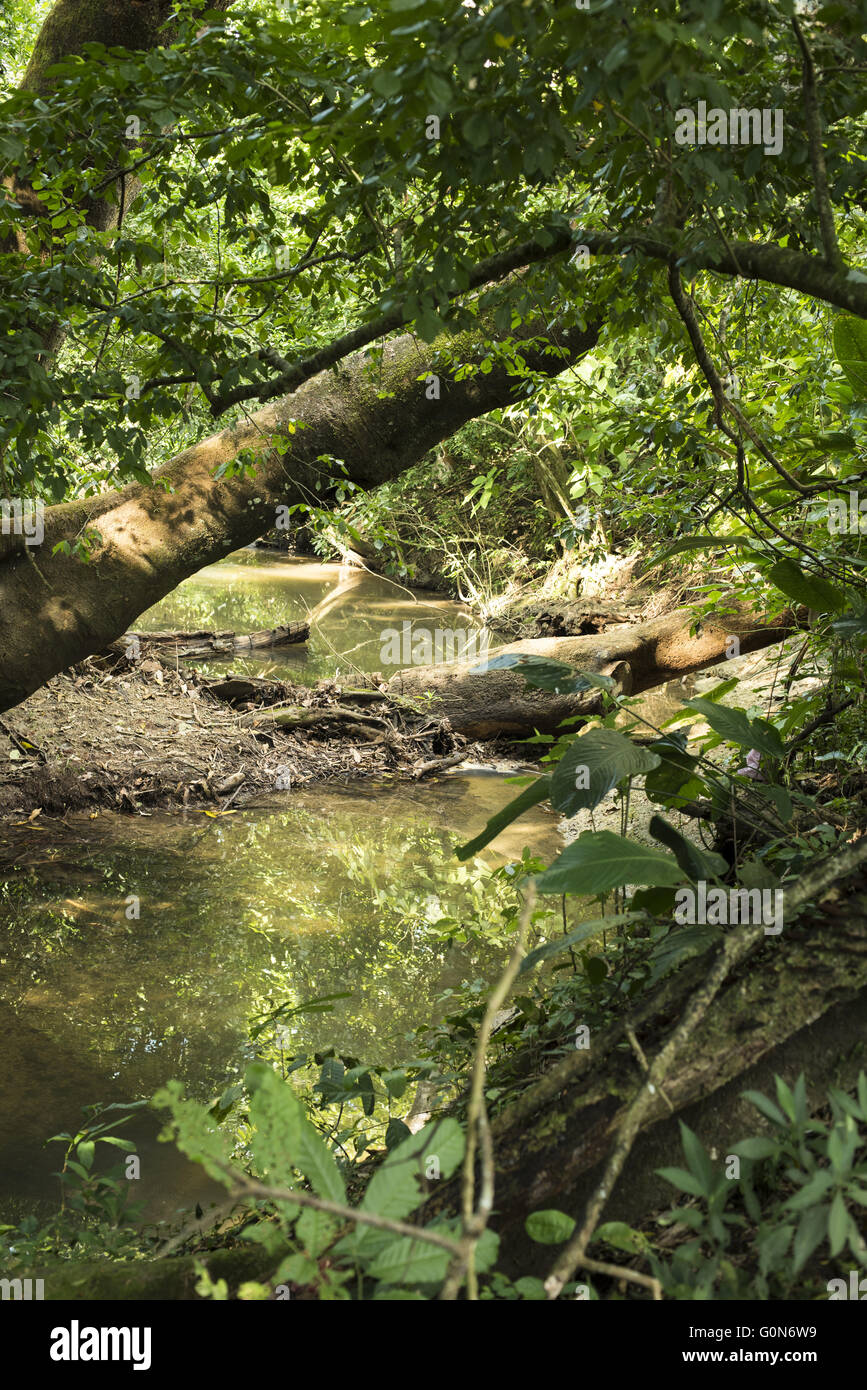 Landscape view of remote wild forest with trees and log growing over ...