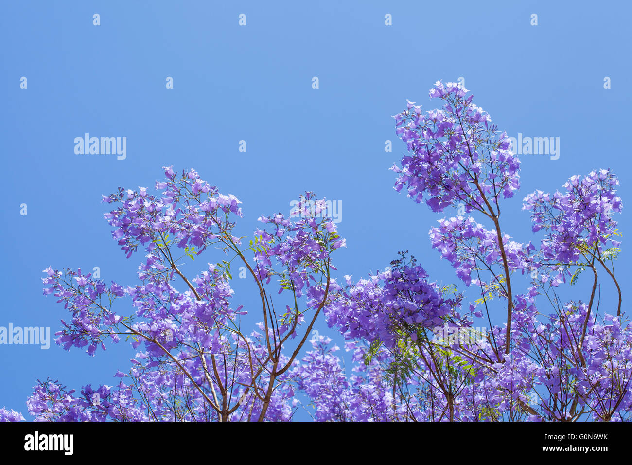 Jacaranda acutifolia hi-res stock photography and images - Alamy