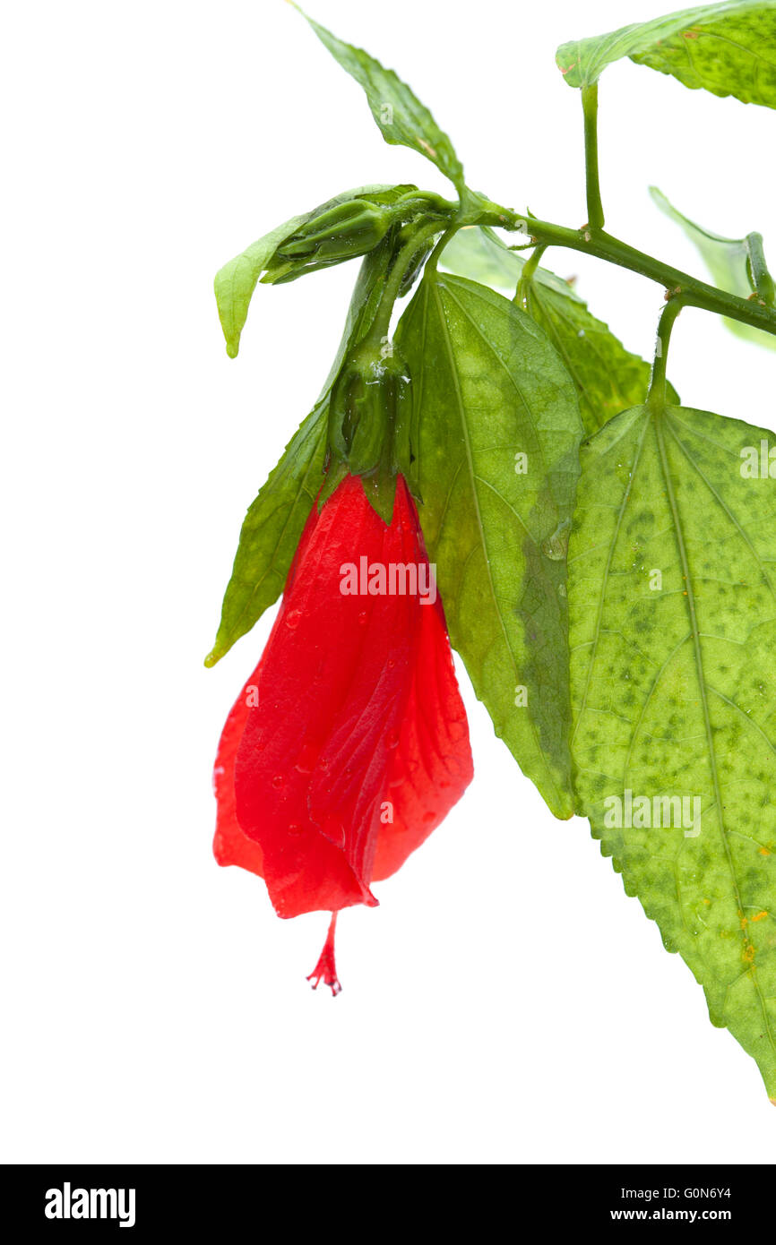 red sleeping hibiscus Stock Photo - Alamy