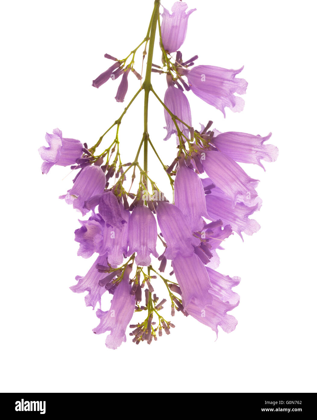 jacaranda flowers on branches isolated on white background Stock Photo ...