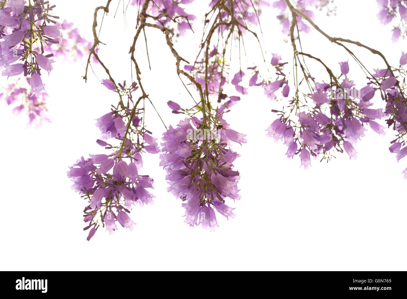 jacaranda flowers on branches isolated on white background Stock Photo ...
