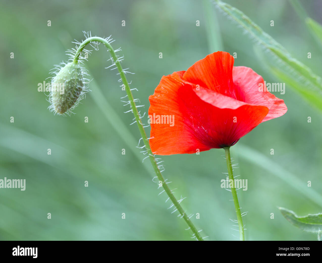 Poppy (Papaver) close up green staff in the background Stock Photo - Alamy