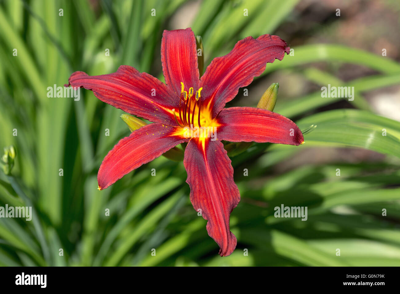 Fire lily (Lilium bulbiferum) and green staff Stock Photo - Alamy