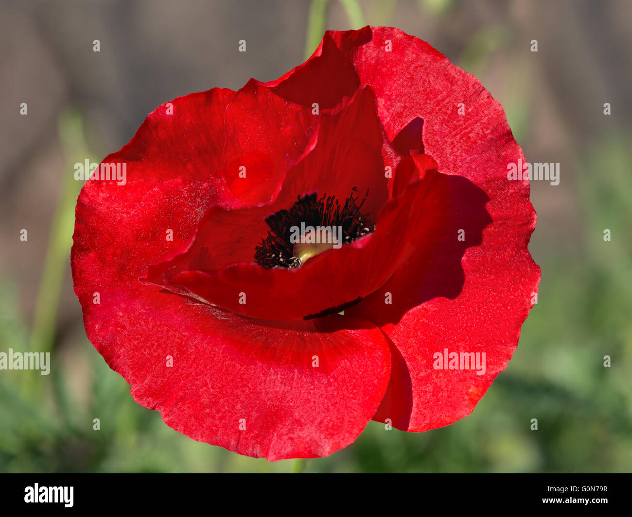 Red opium poppy flower in hi-res stock photography and images - Alamy