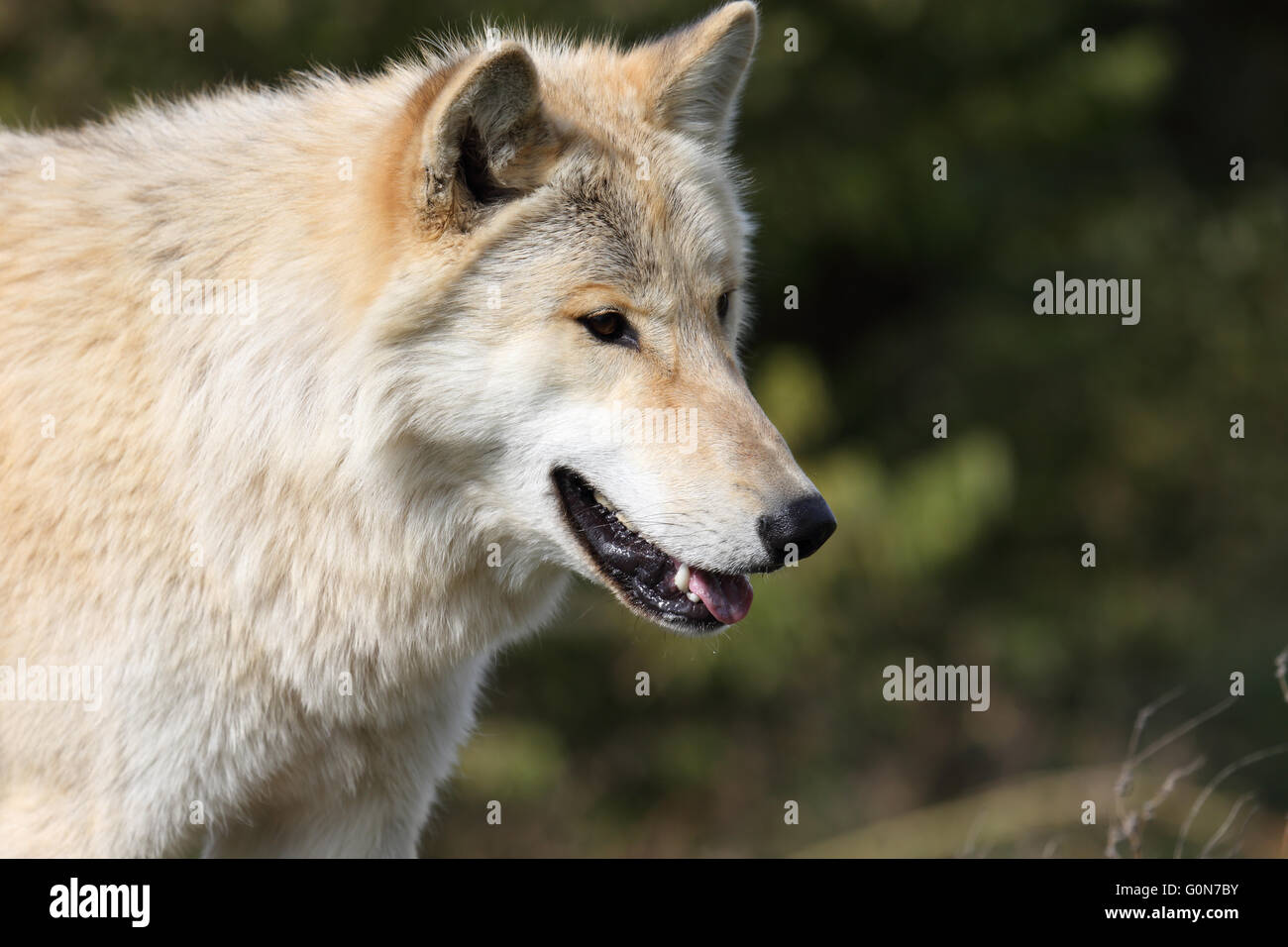 Wolf profile view hi-res stock photography and images - Alamy