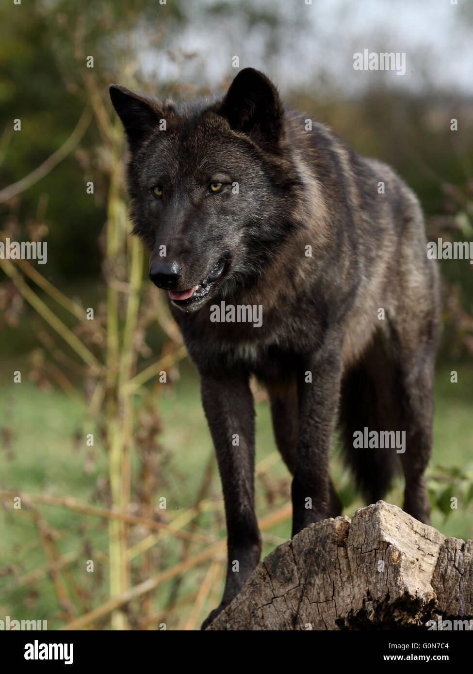 Black wolf hi-res stock photography and images - Alamy