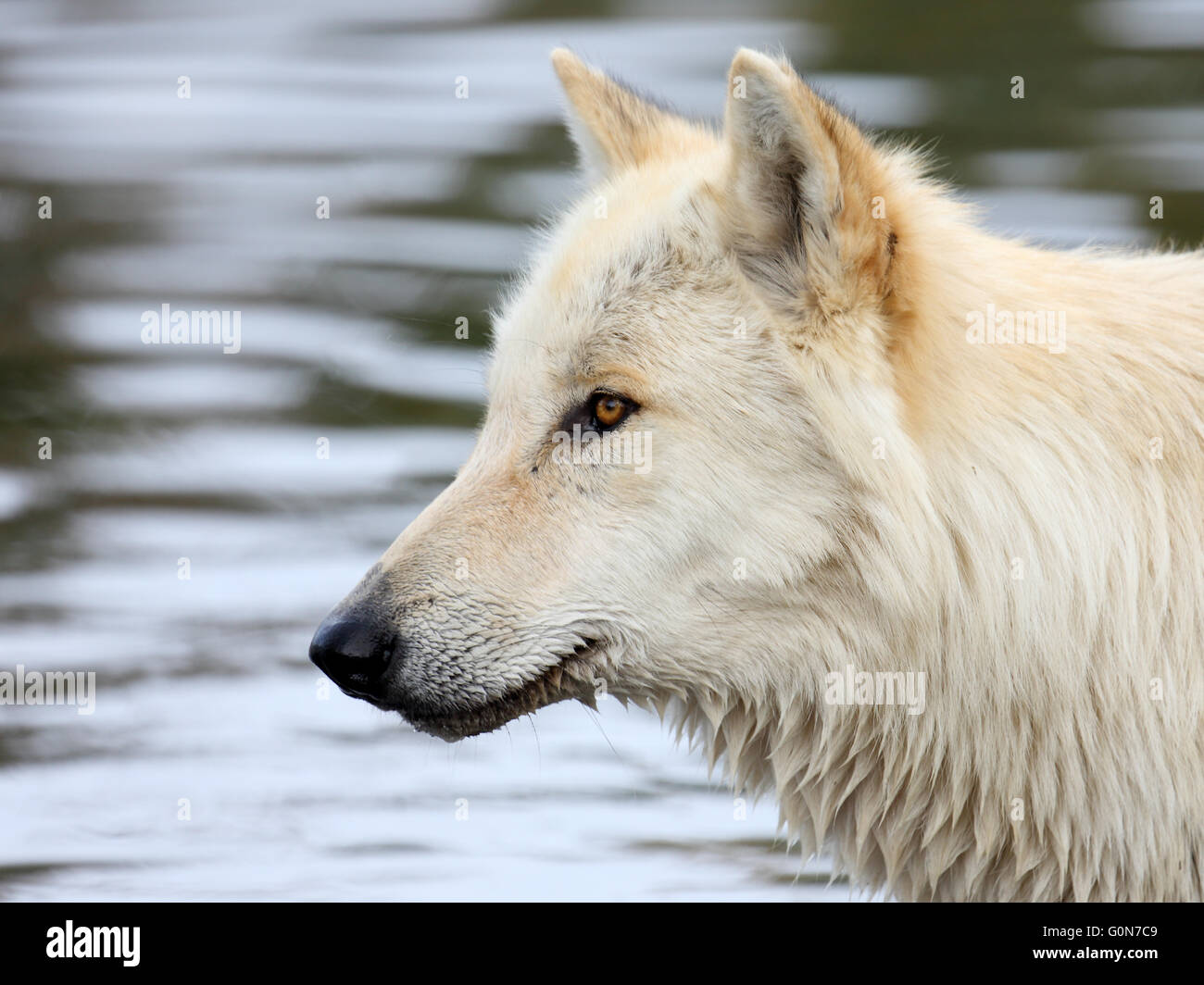 Profile view of a blond wolf with water as a background Stock Photo - Alamy