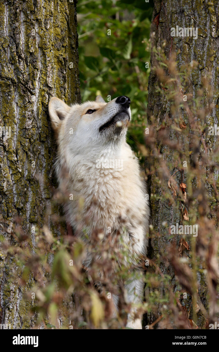 Blond wolf between two trees looking upward Stock Photo - Alamy