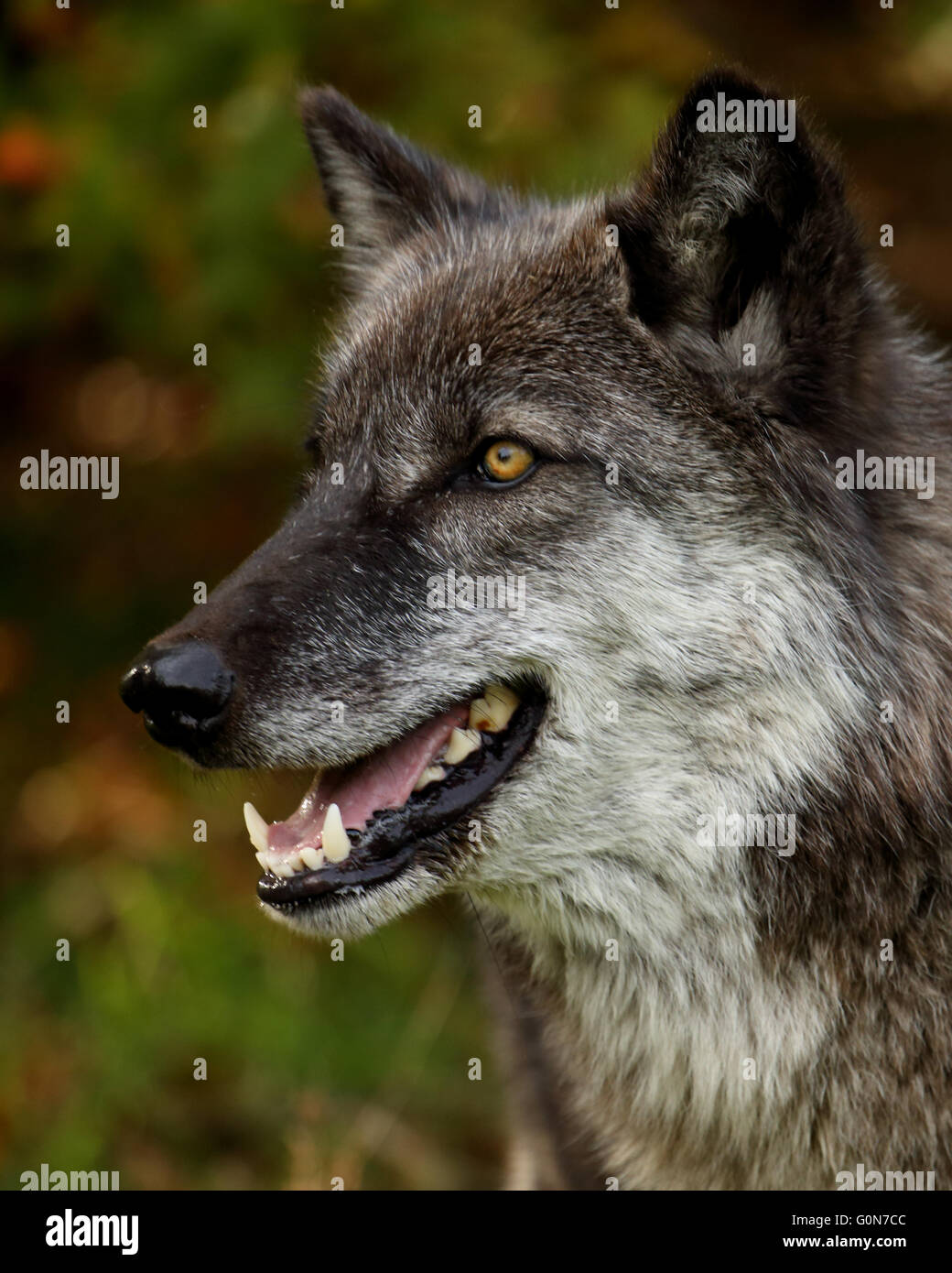 Black And Gray Wolf