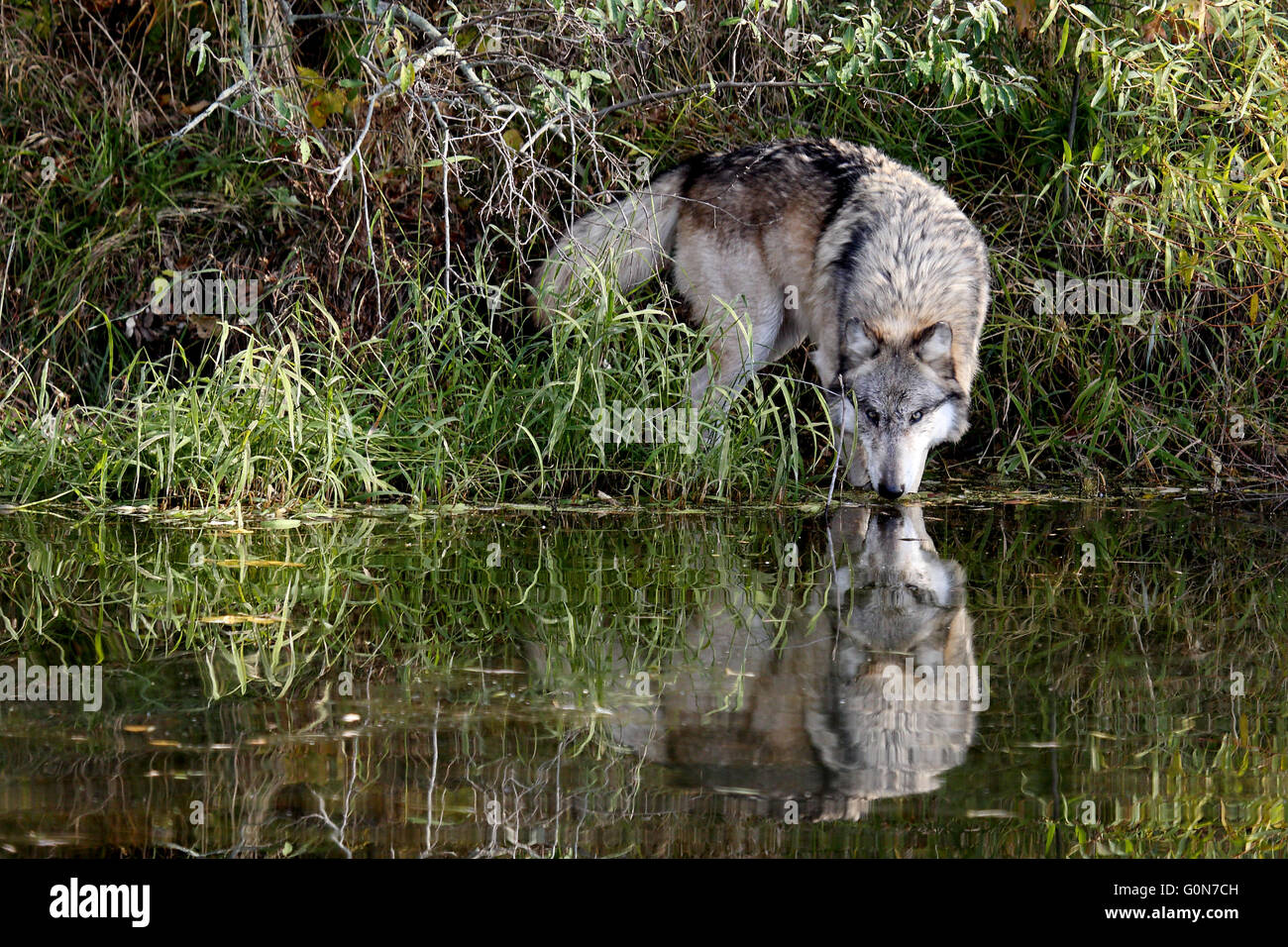 Wolf drinking hi-res stock photography and images - Alamy
