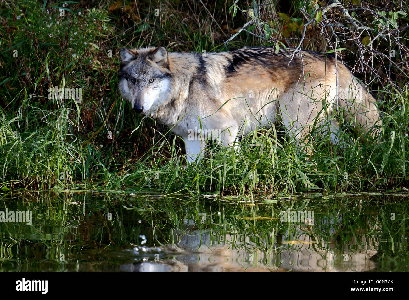 Grey wolf standing hi-res stock photography and images - Alamy