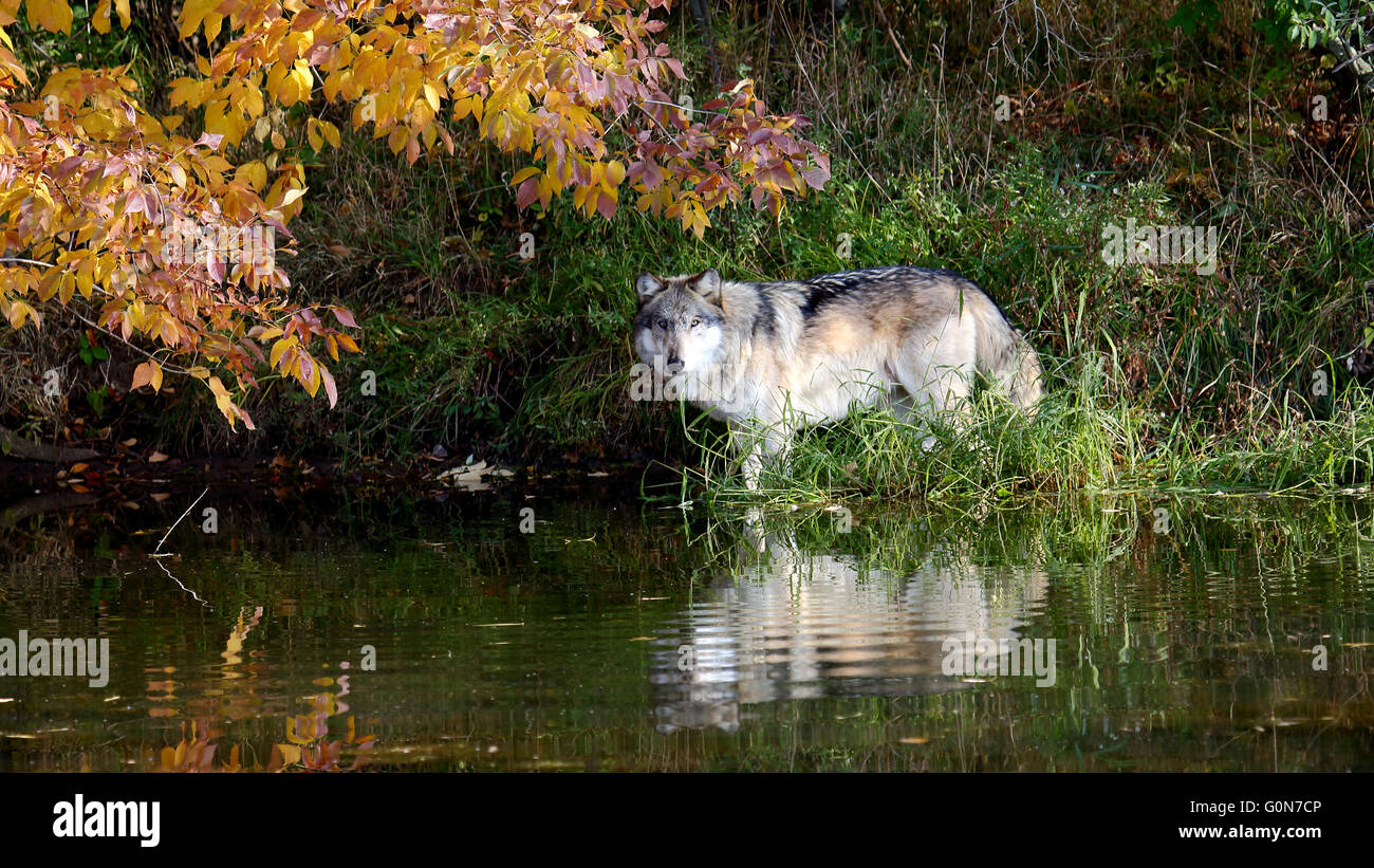 Wolf standing on edge forest hi-res stock photography and images - Alamy