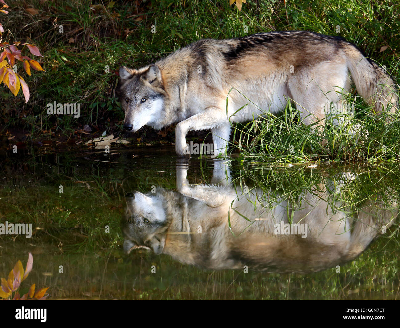 Wolf slinking at the edge of a pond with a reflection Stock Photo - Alamy
