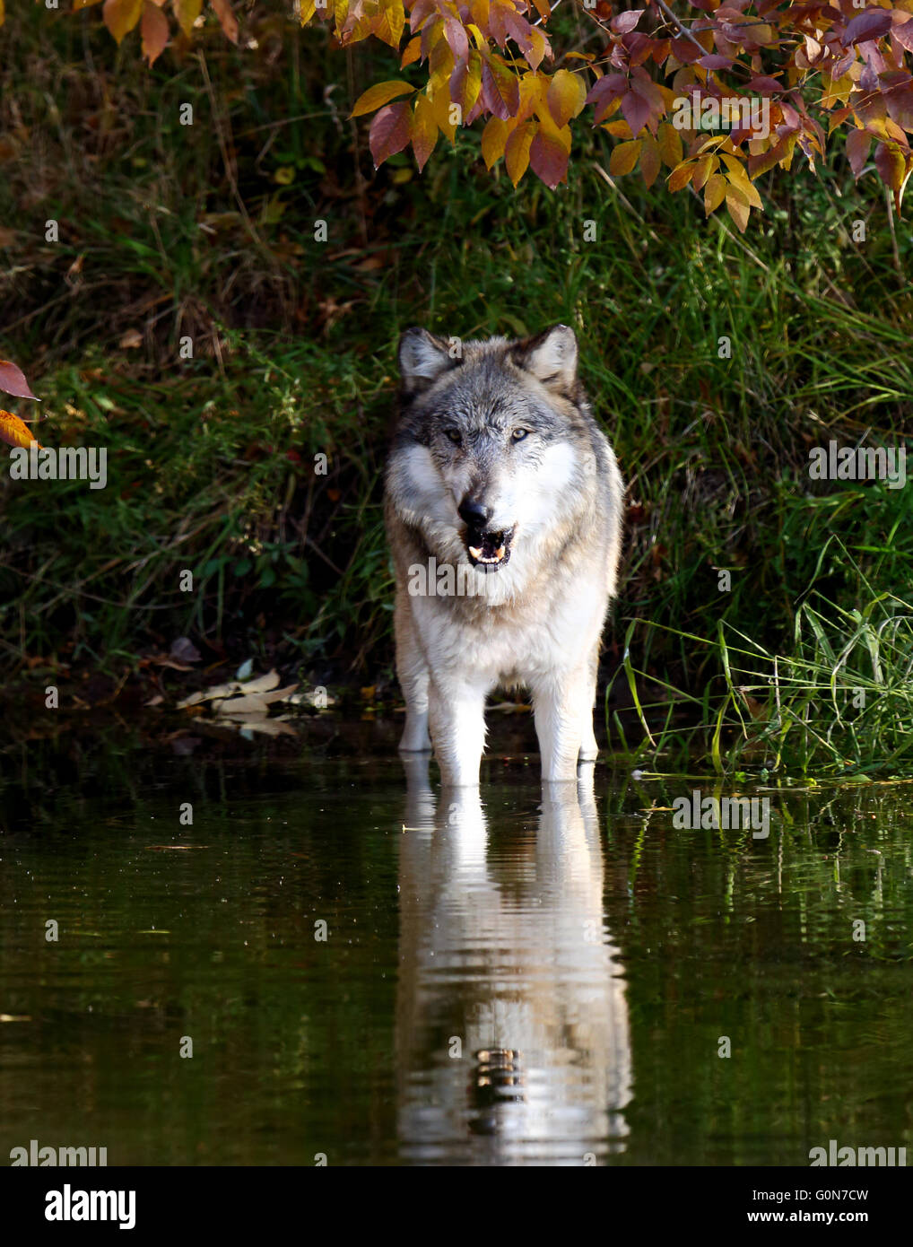 Wolf standing facing the camera at the edge of a pond Stock Photo - Alamy