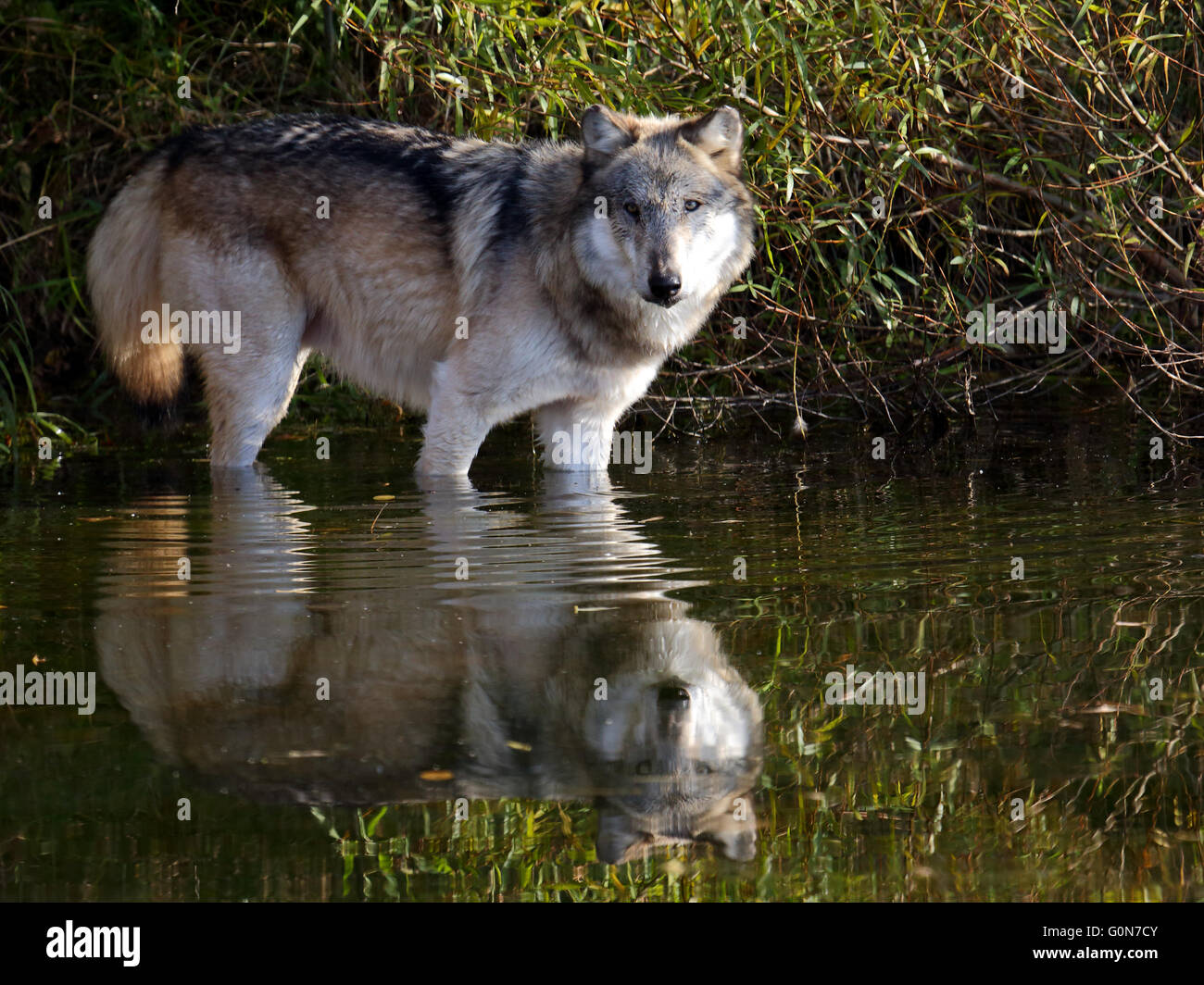 Wolf standing hi-res stock photography and images - Alamy