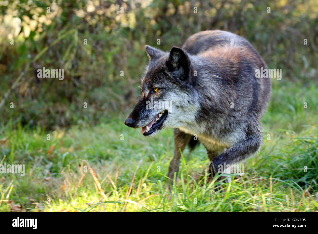 Wolves walking in the woods hi-res stock photography and images - Alamy