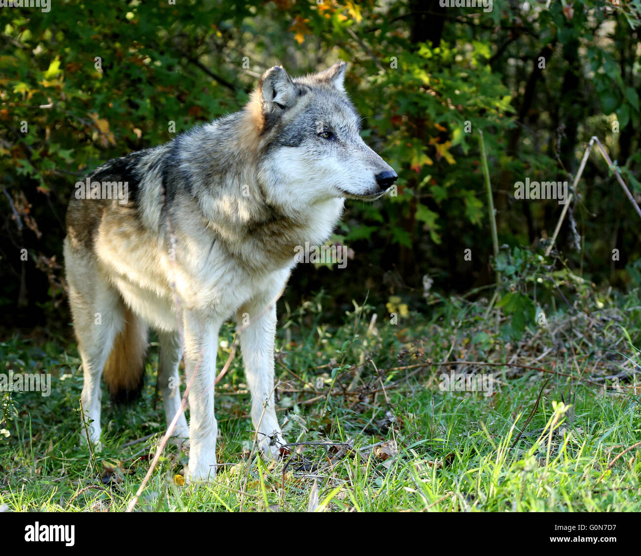 Wolf standing hi-res stock photography and images - Alamy