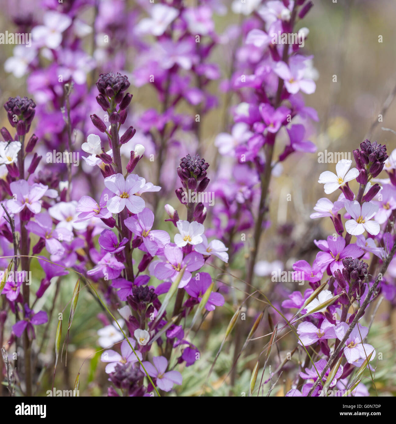 Flora of Gran Canaria - abundant flowering of Erysimum albescens, Gran ...