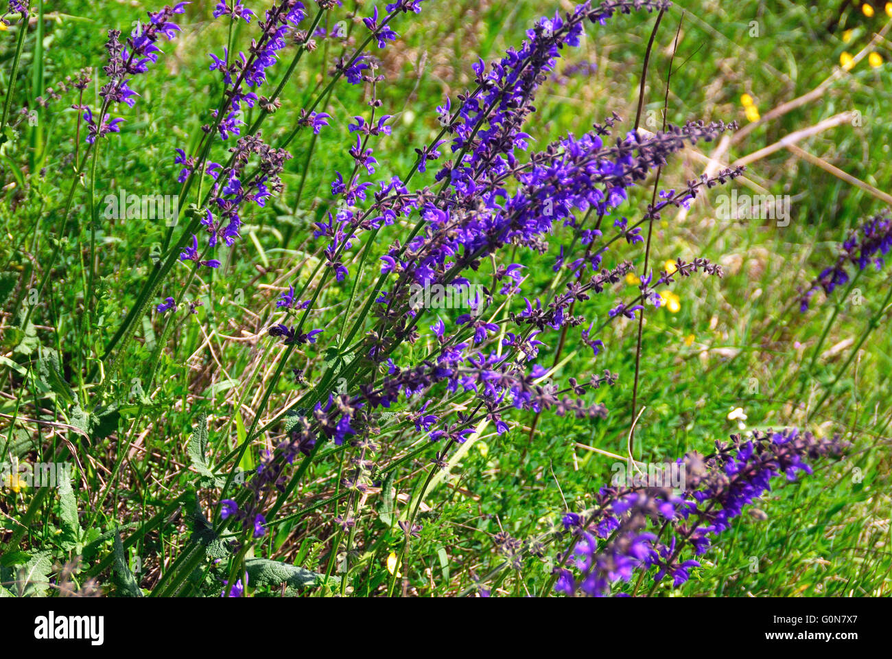 Woodland borders hi-res stock photography and images - Alamy