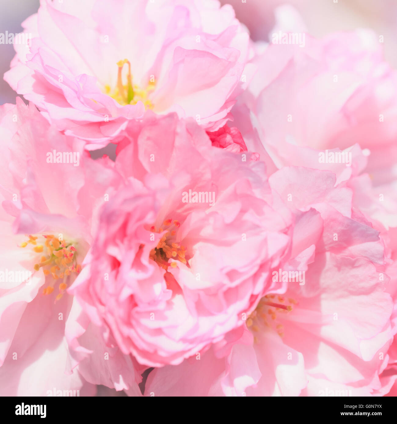 Close up of sakura flowers Stock Photo - Alamy