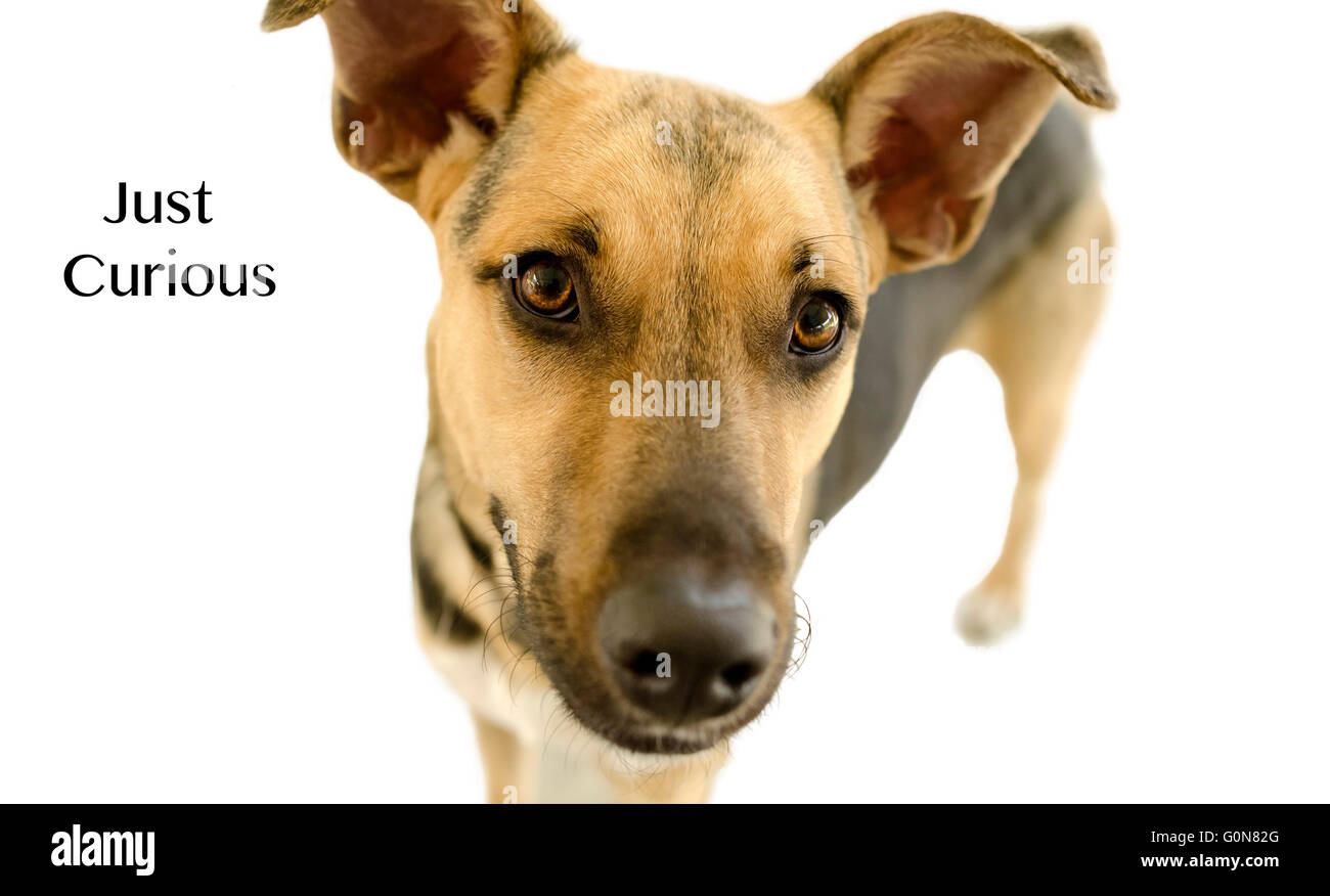 Curious dog isolated on white is a cute curious German Shepherd looking ...