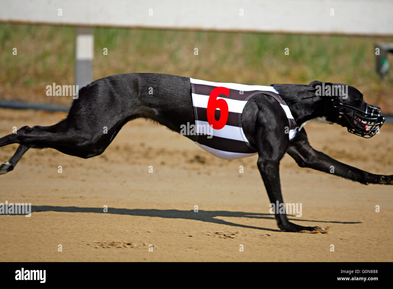 Greyhound dog racing at dog race court Stock Photo - Alamy