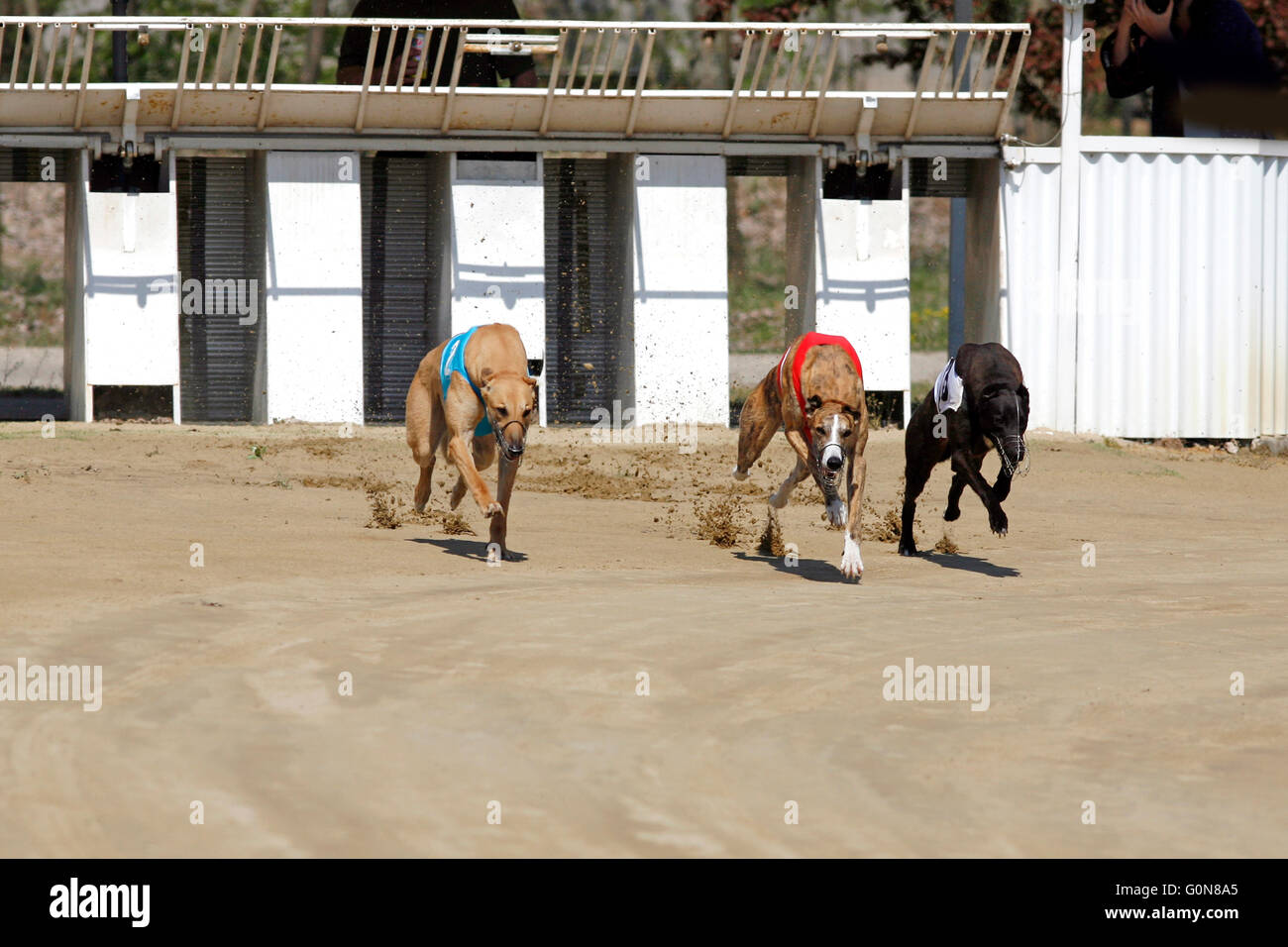 Start of a greyhound whippet race. Greyhounds with starting gates Stock ...