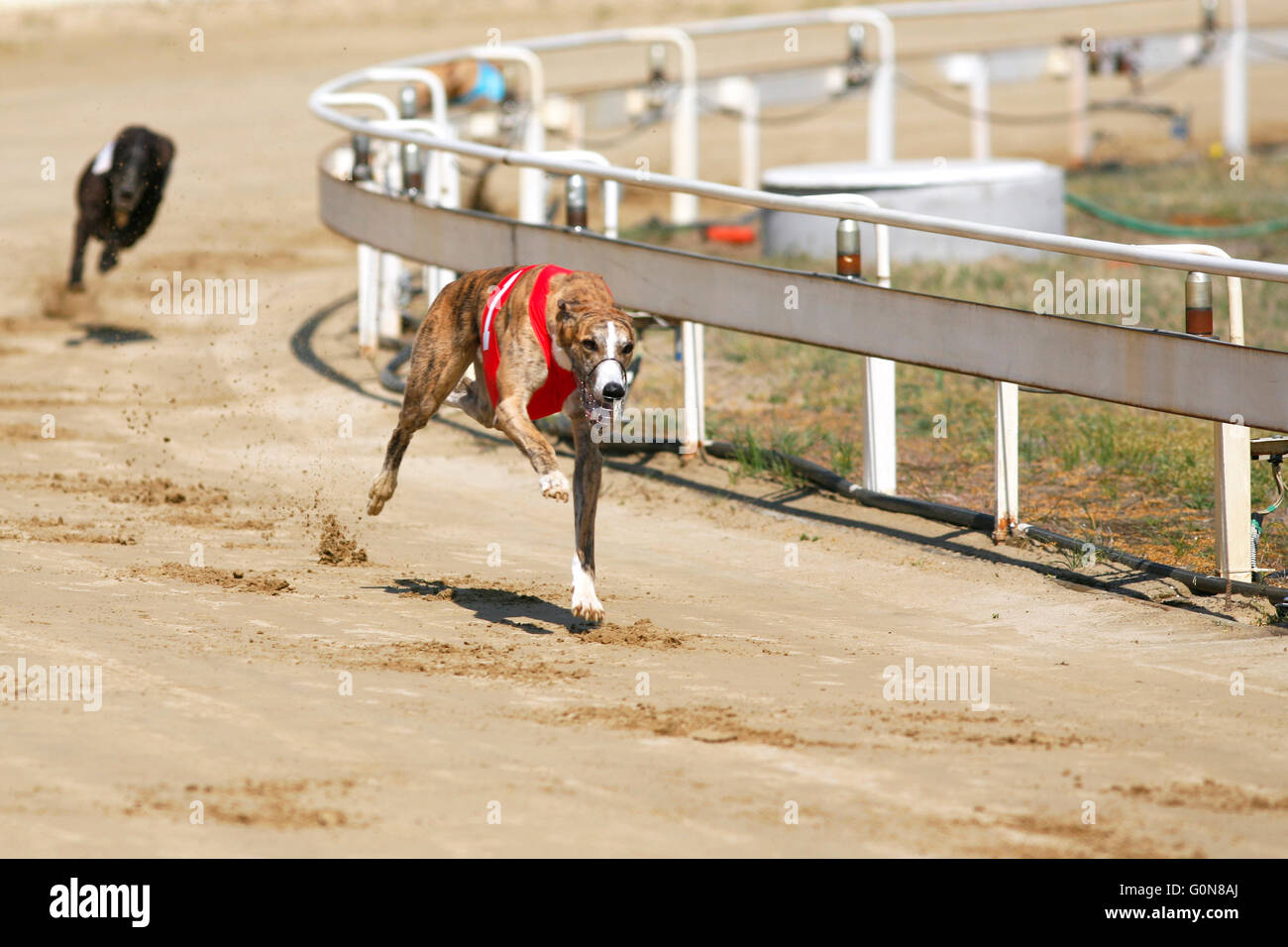 Greyhounds full speed running at race track Stock Photo - Alamy