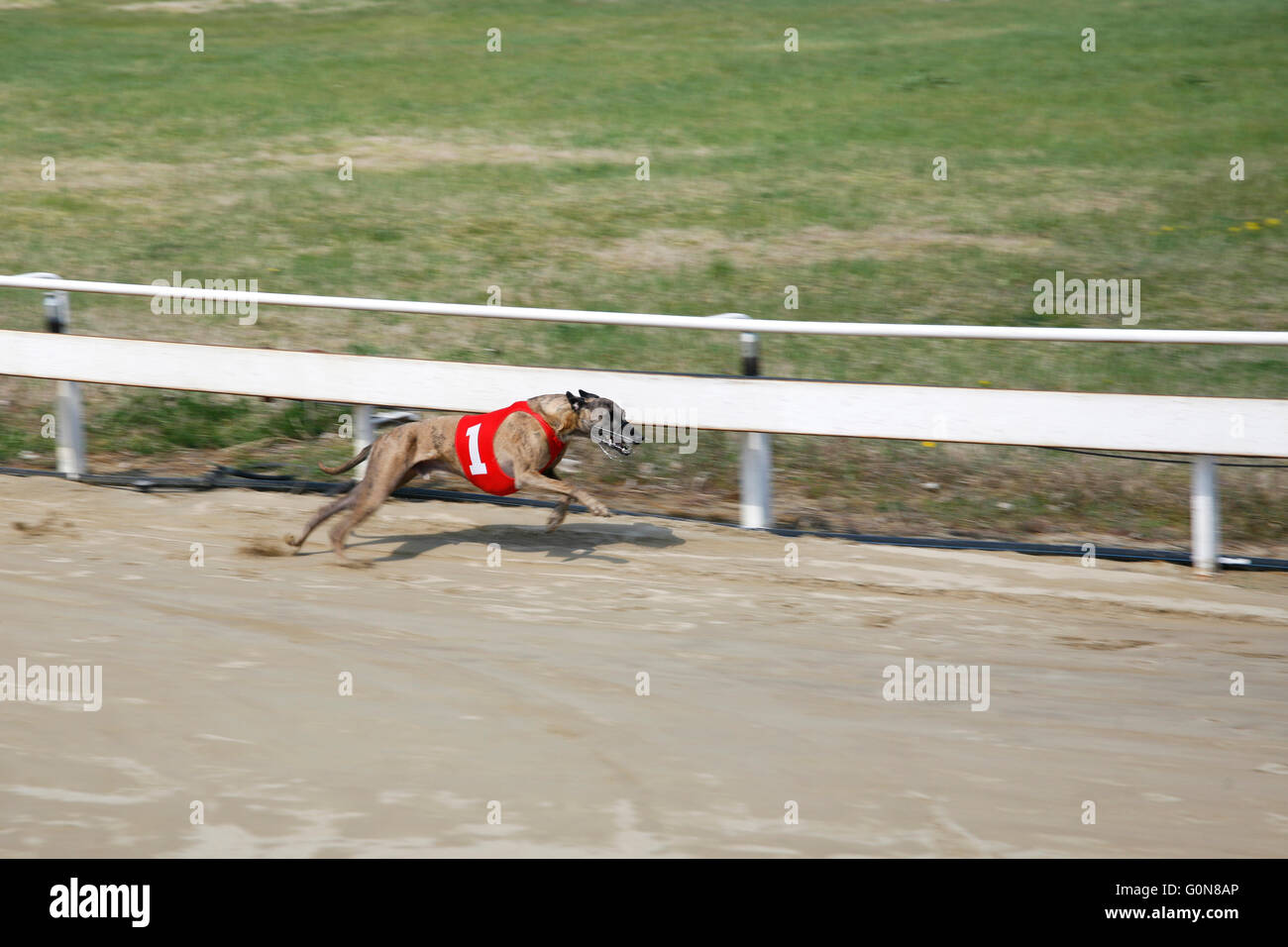 Very fast greyhound flying over race track Stock Photo - Alamy