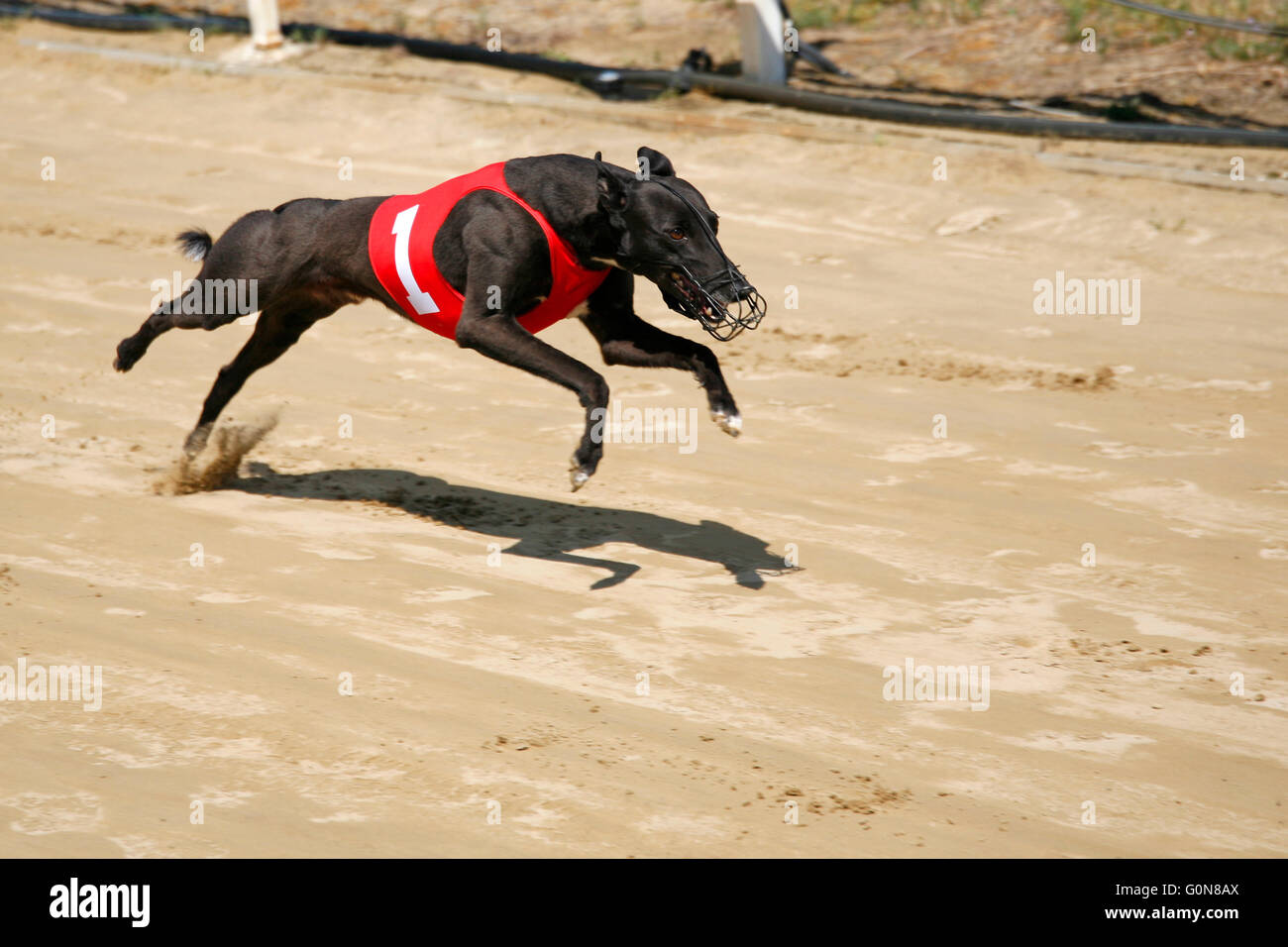 Sprinting dynamic greyhound on the race course Stock Photo - Alamy