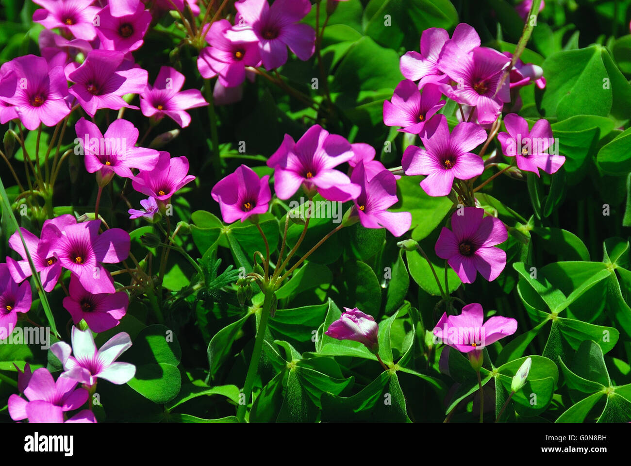 Oxalis acetosella (wood sorrel or common wood sorrel Stock Photo - Alamy