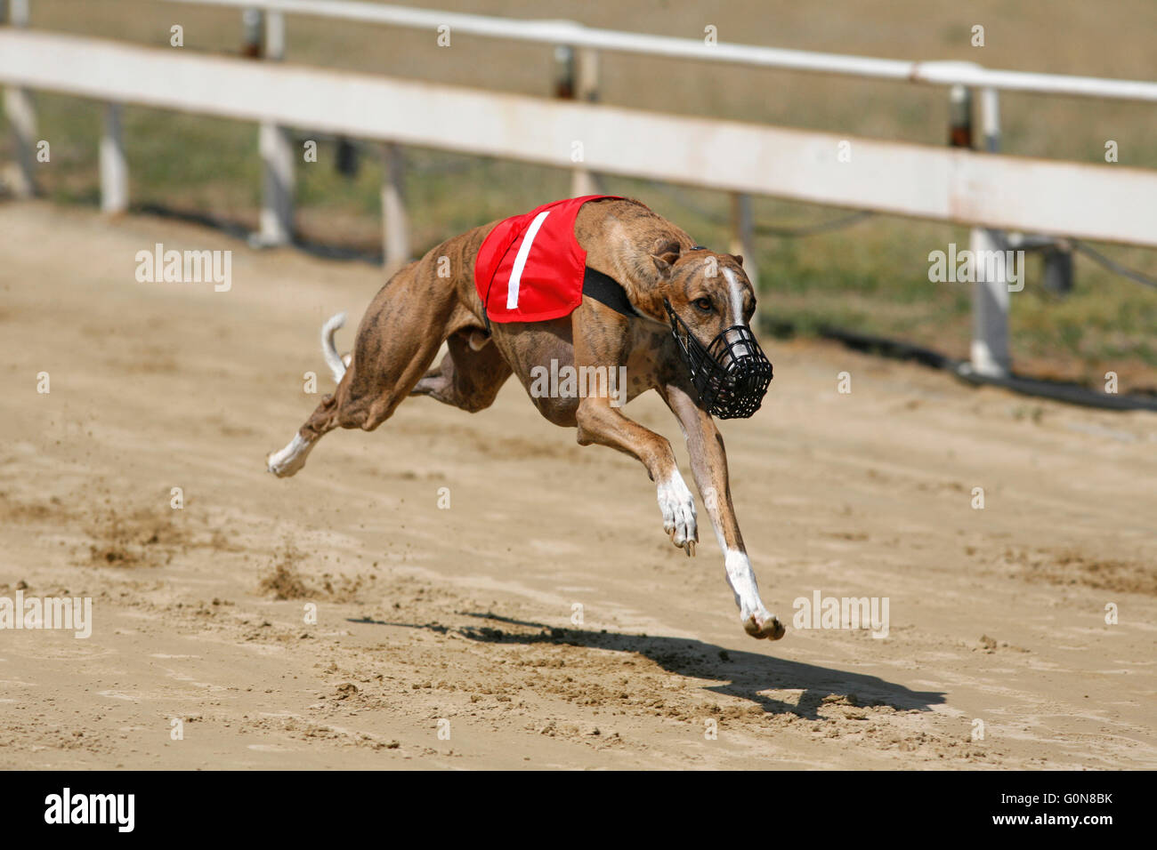 Running racing greyhound dog on hi-res stock photography and images - Alamy