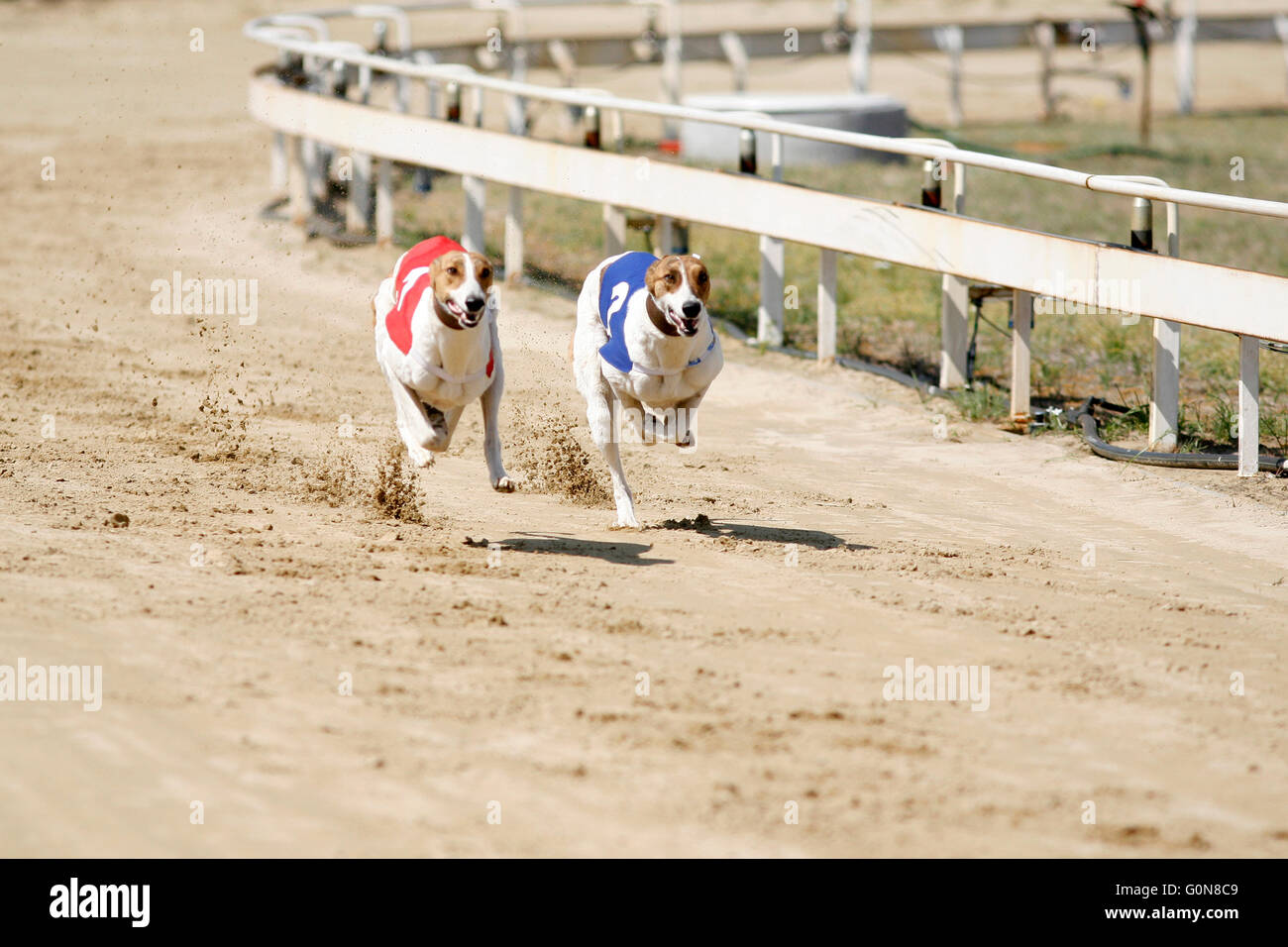 Fast greyhounds hi-res stock photography and images - Alamy