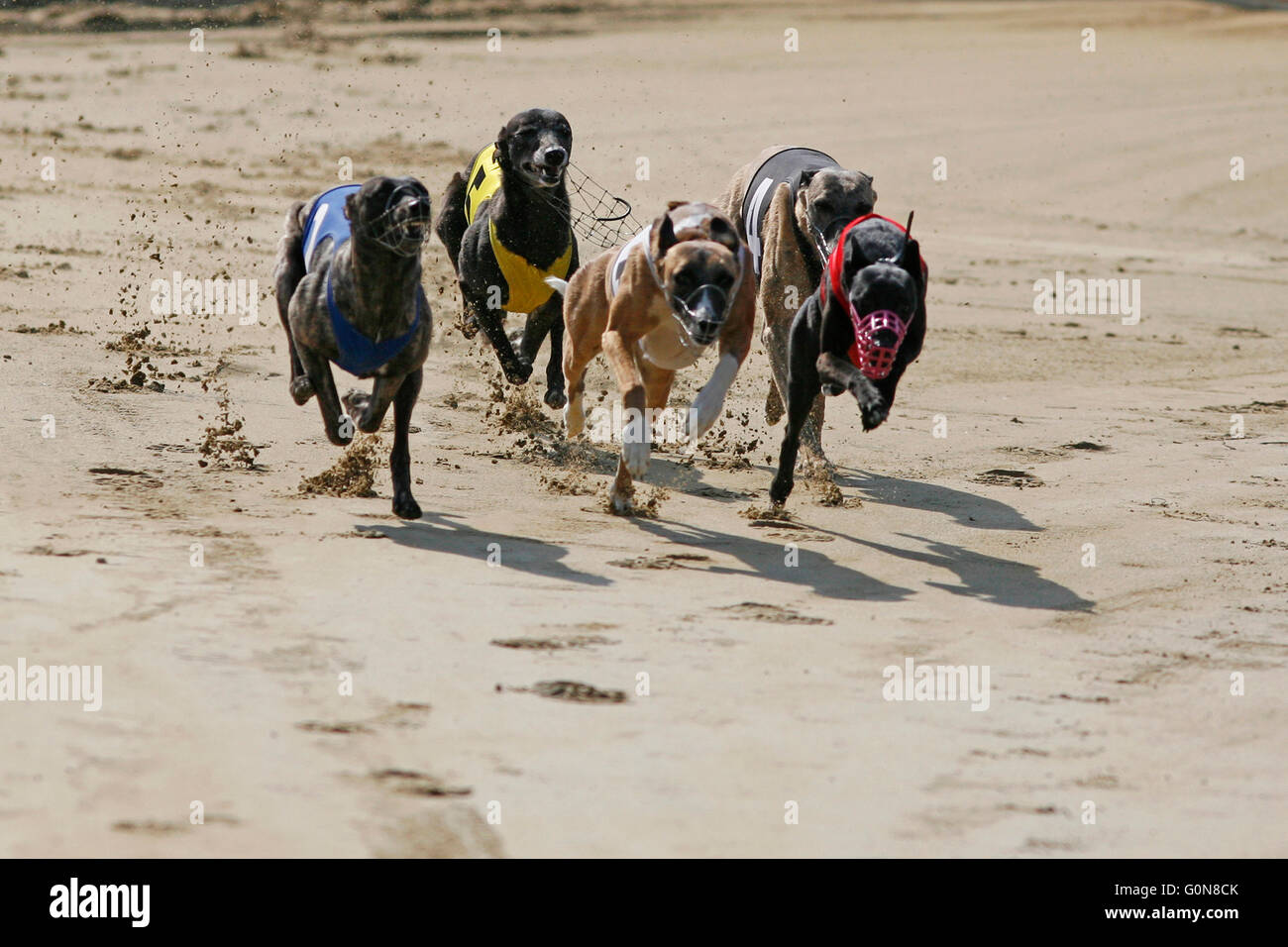 Running racing greyhound dogs on racing track Stock Photo - Alamy