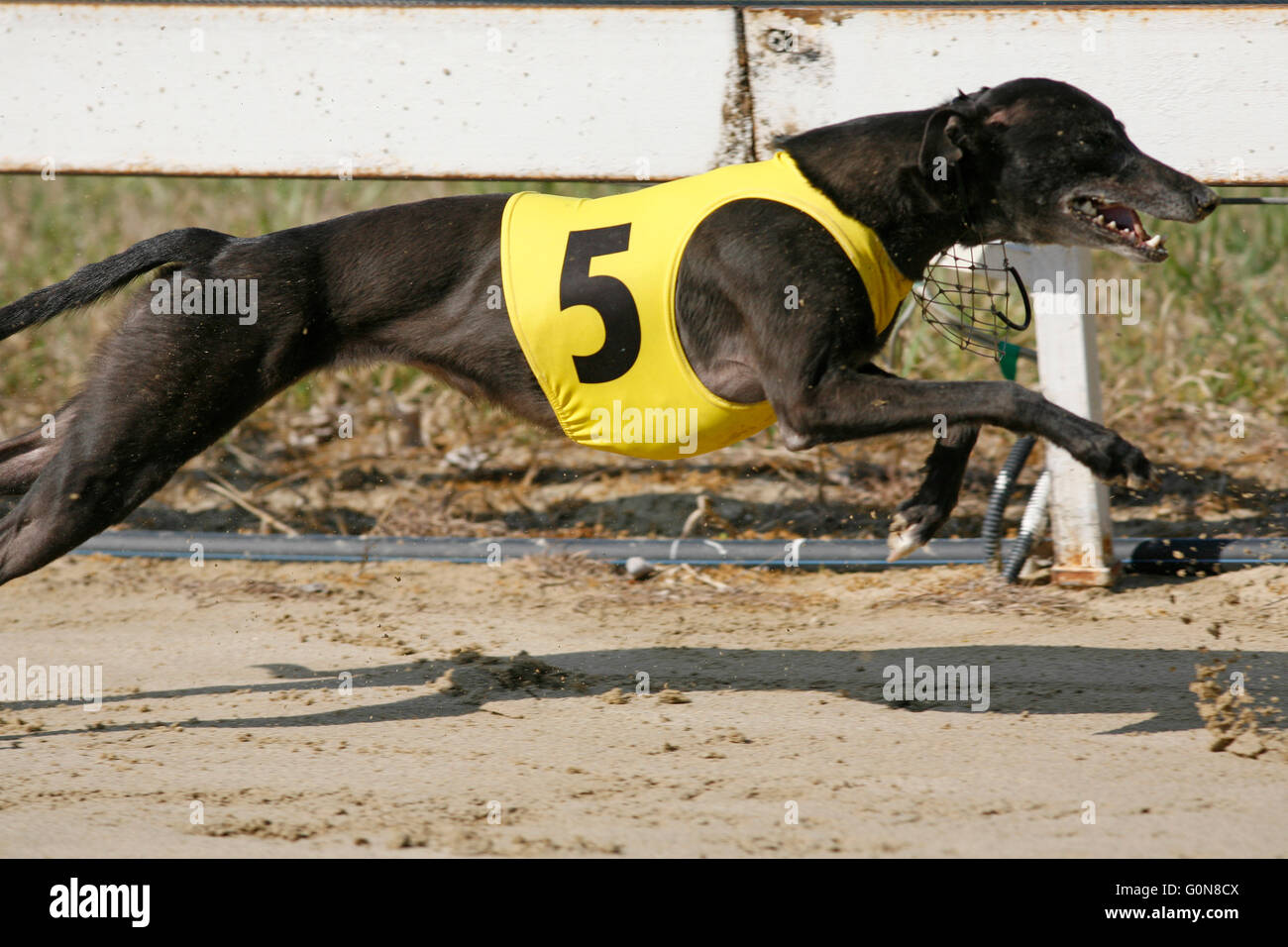 Ultra fast greyhound flying over race track Stock Photo - Alamy