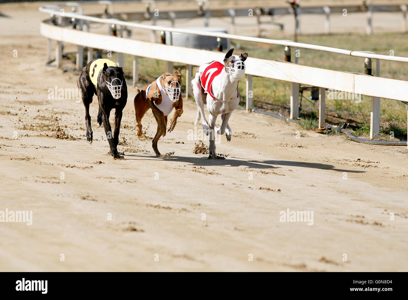 Sprinting dynamic greyhounds on the race course Stock Photo - Alamy