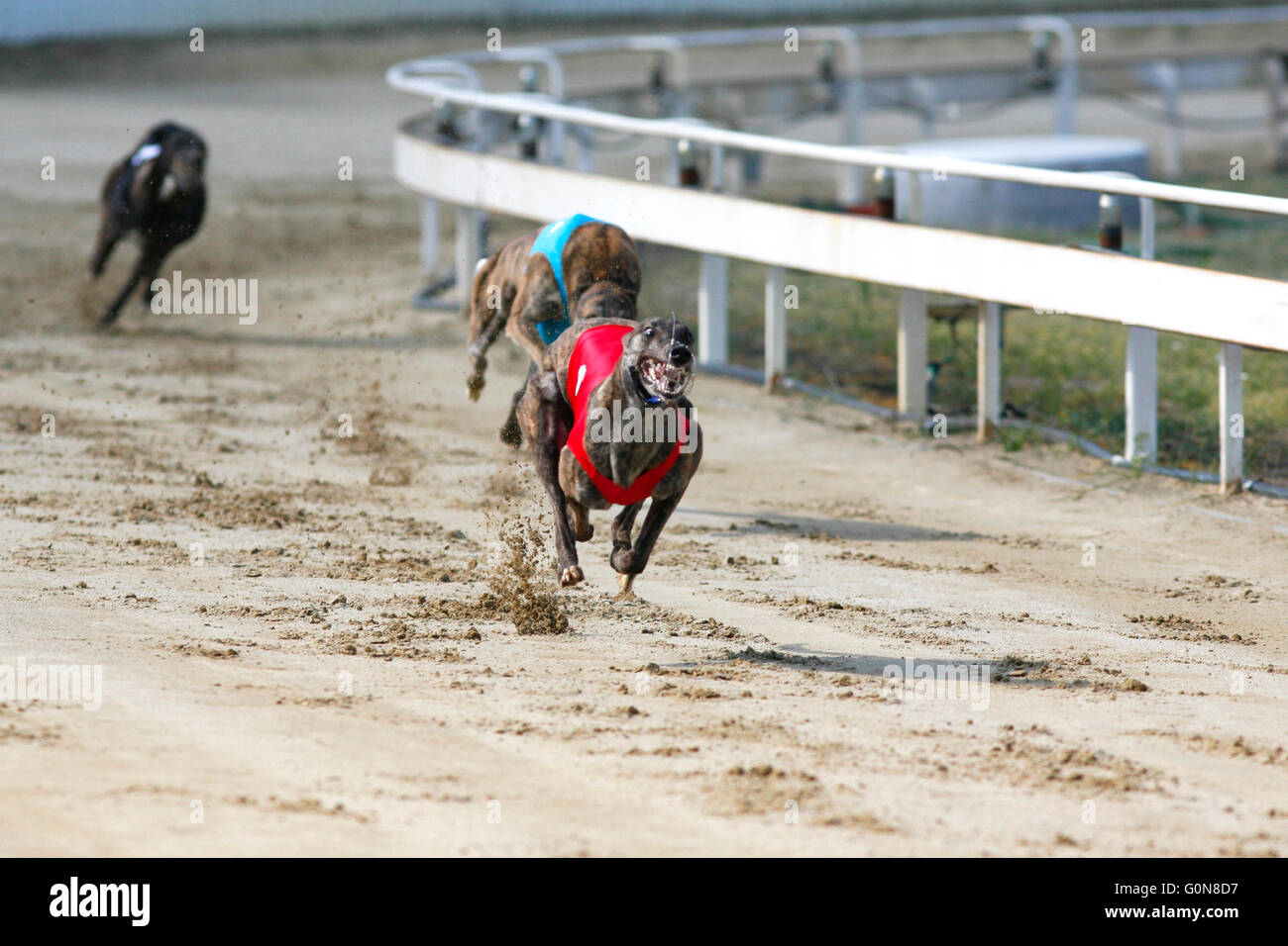 Greyhounds full speed running at race track Stock Photo - Alamy
