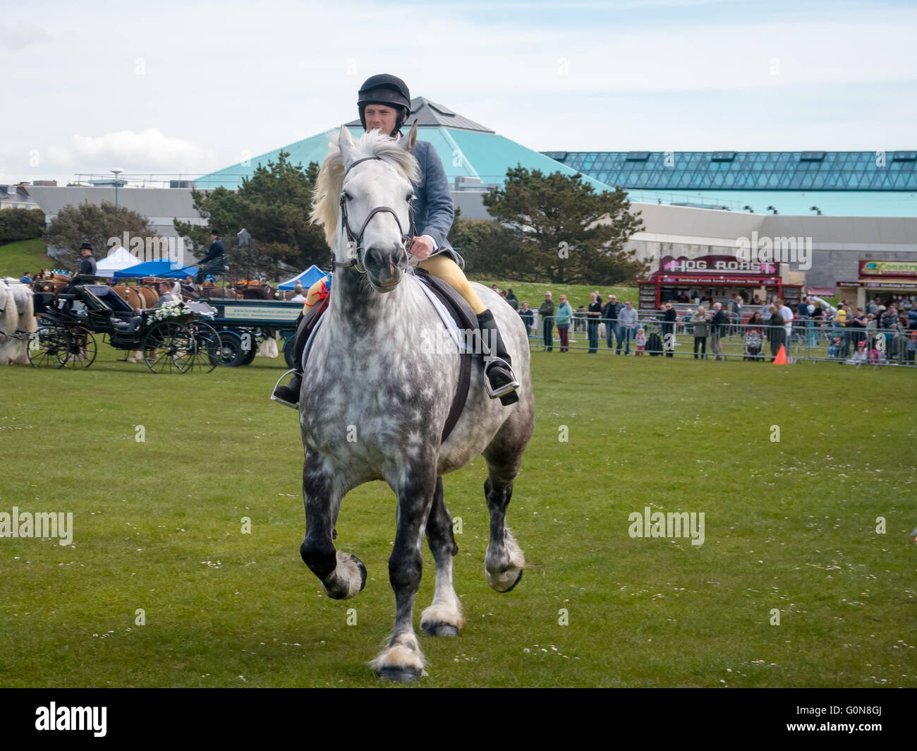 A Jockey riding a shire horse at the Rural and seaside show in ...