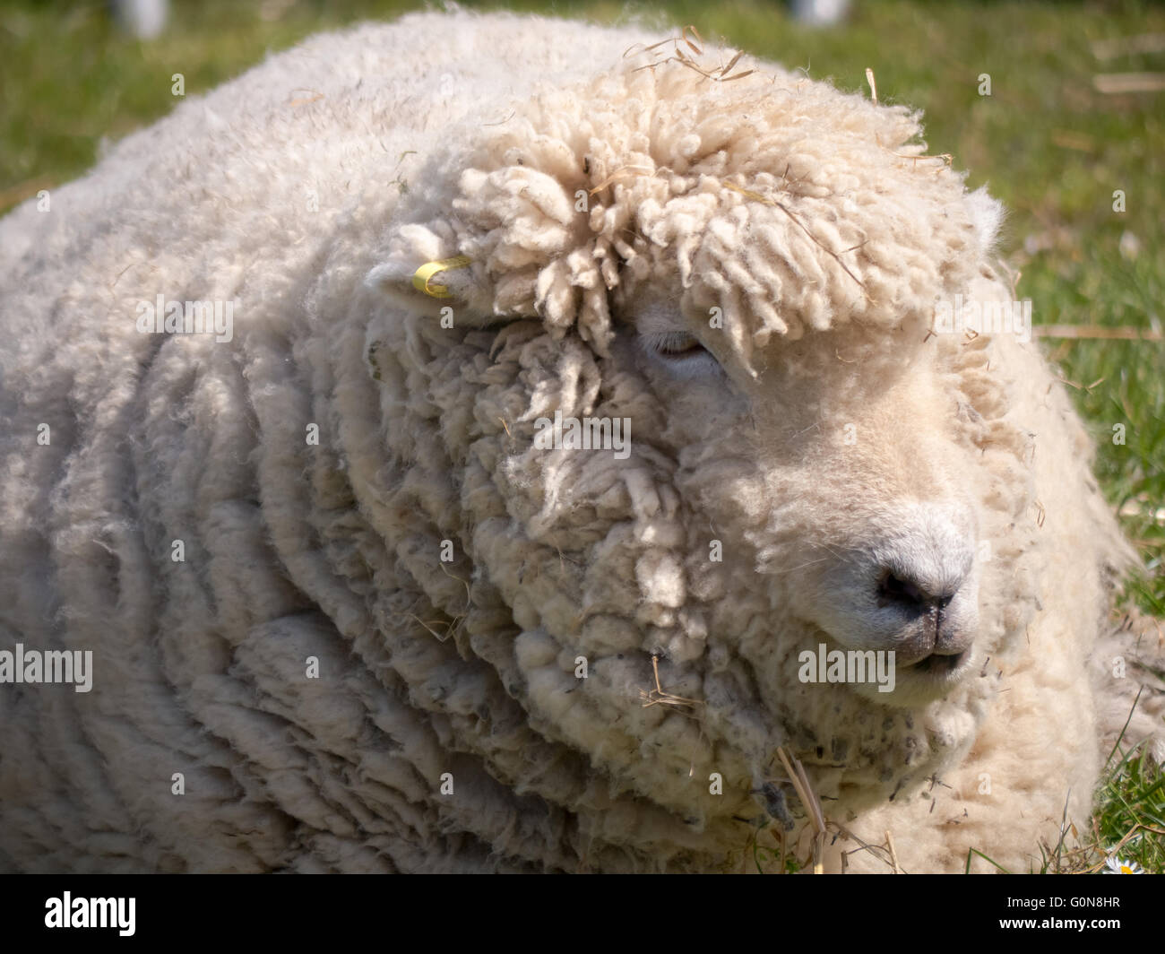 Close up of the head of a sheep Stock Photo - Alamy