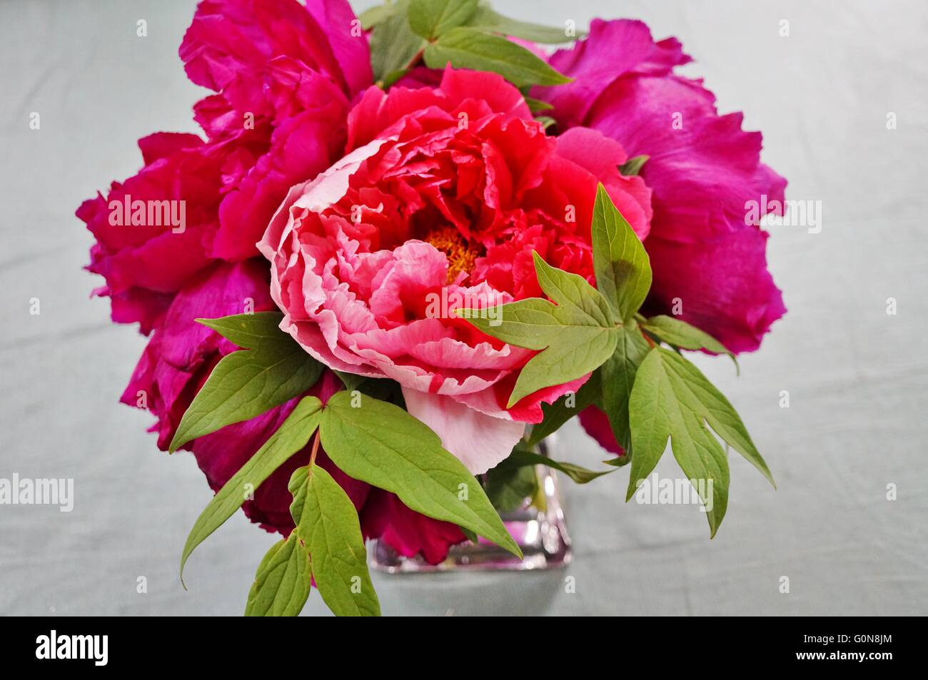 Tree peony flowers hi-res stock photography and images - Alamy